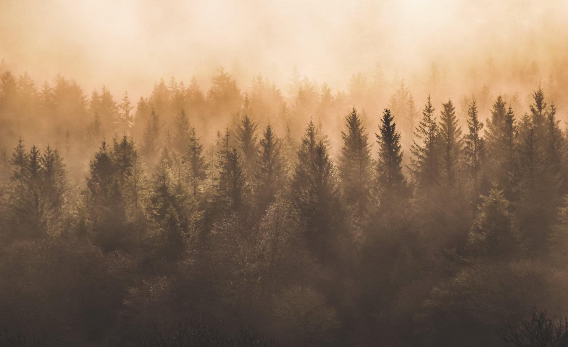 Download Fog Tree Nature Forest HD Wallpaper | 2560x1563 | Wallpaper Abyss