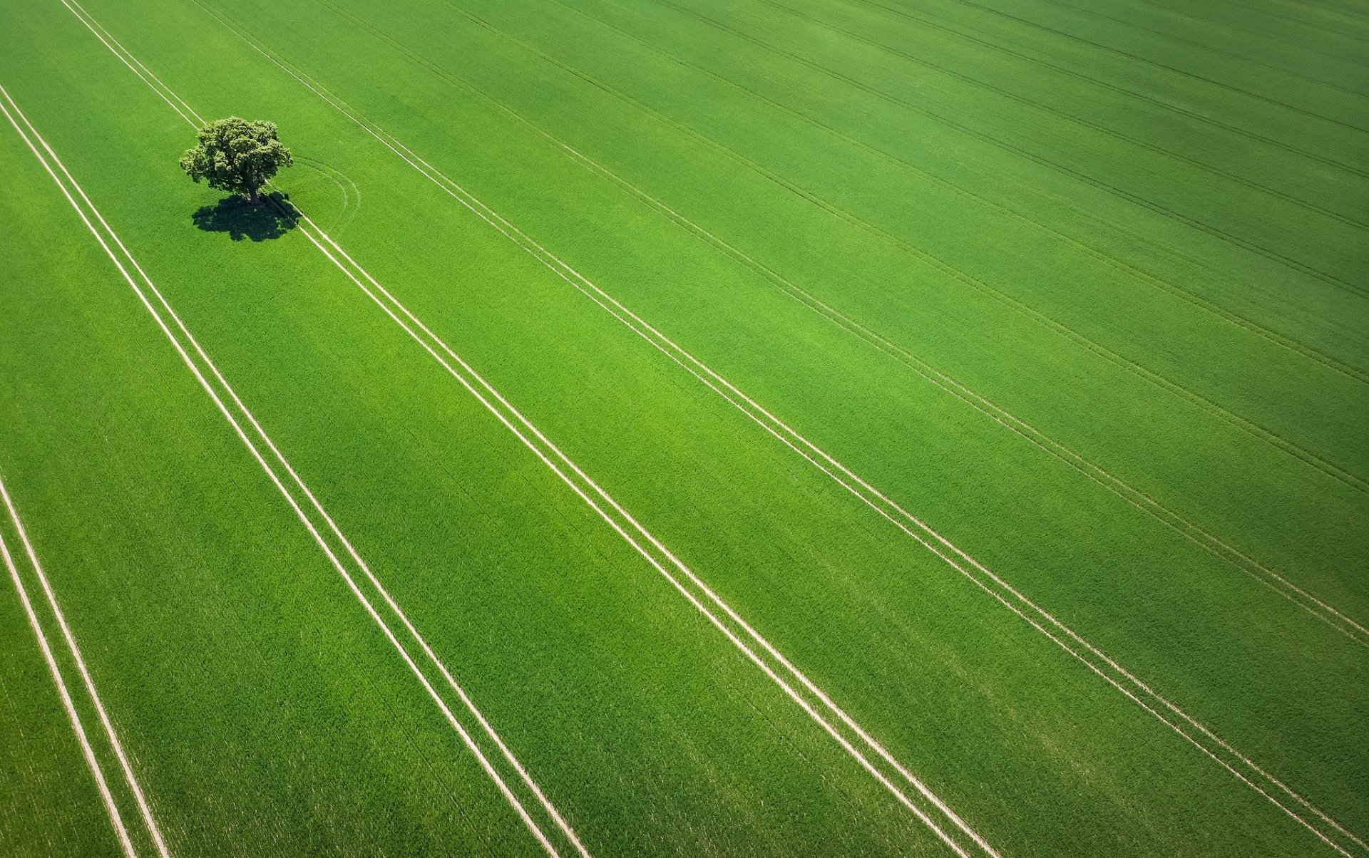 Serene Aerial View: Lone Tree in a Vibrant Green Field HD Wallpaper ...