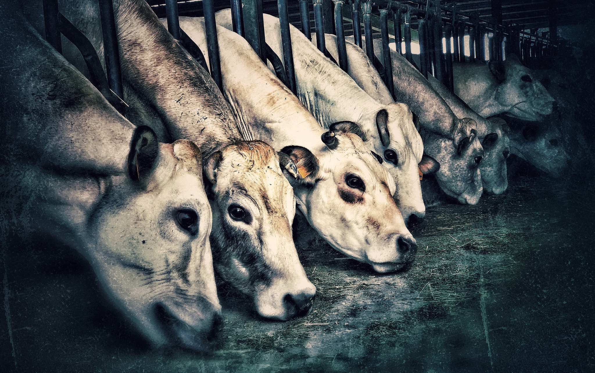 Countryside Feast with Cow and Calf - HD Wallpaper by RyMishRy