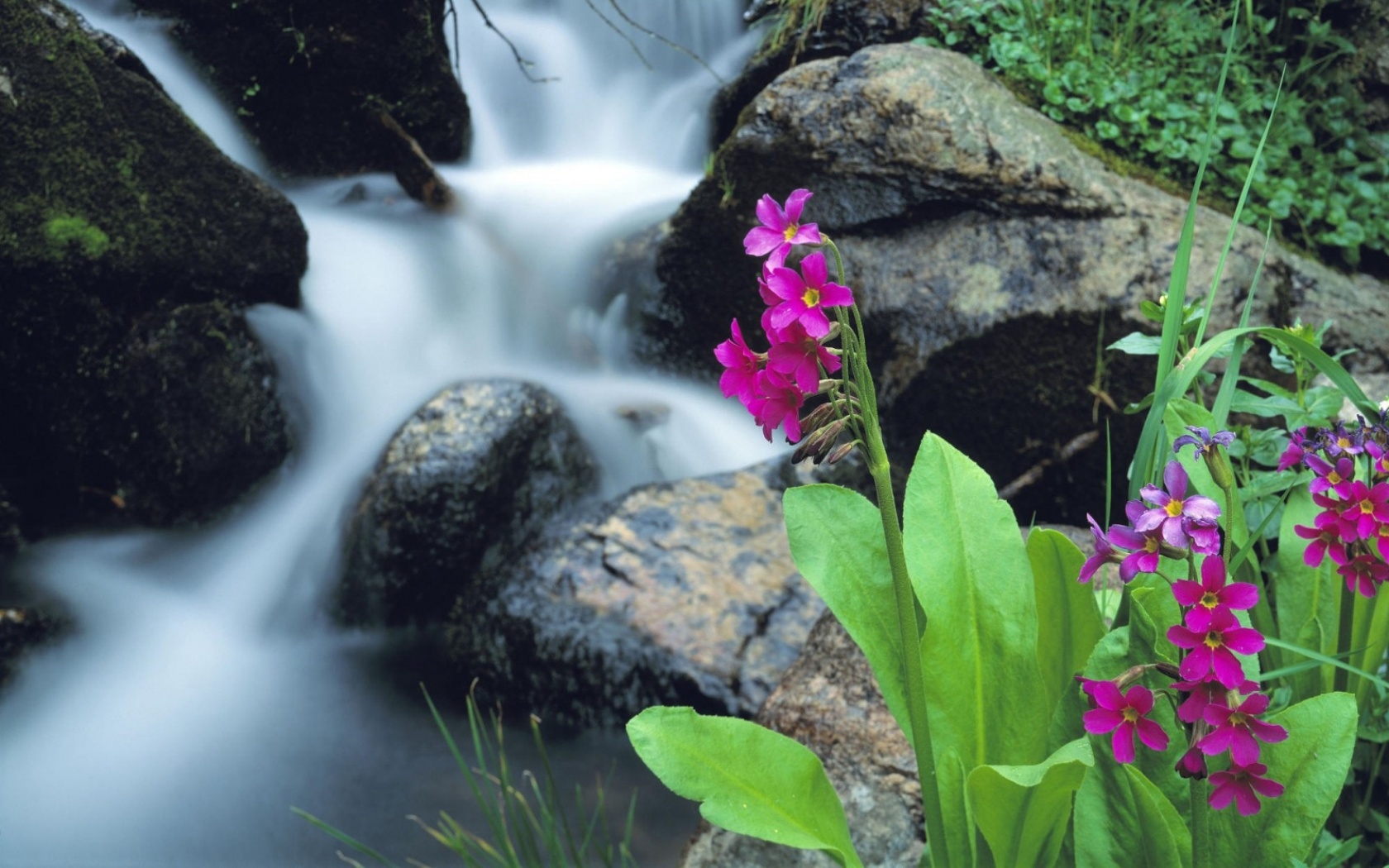Download Stream Nature Flower Wallpaper