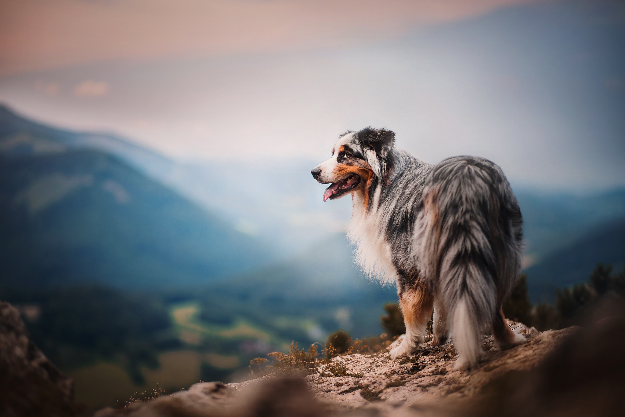 Animal Australian Shepherd HD Wallpaper