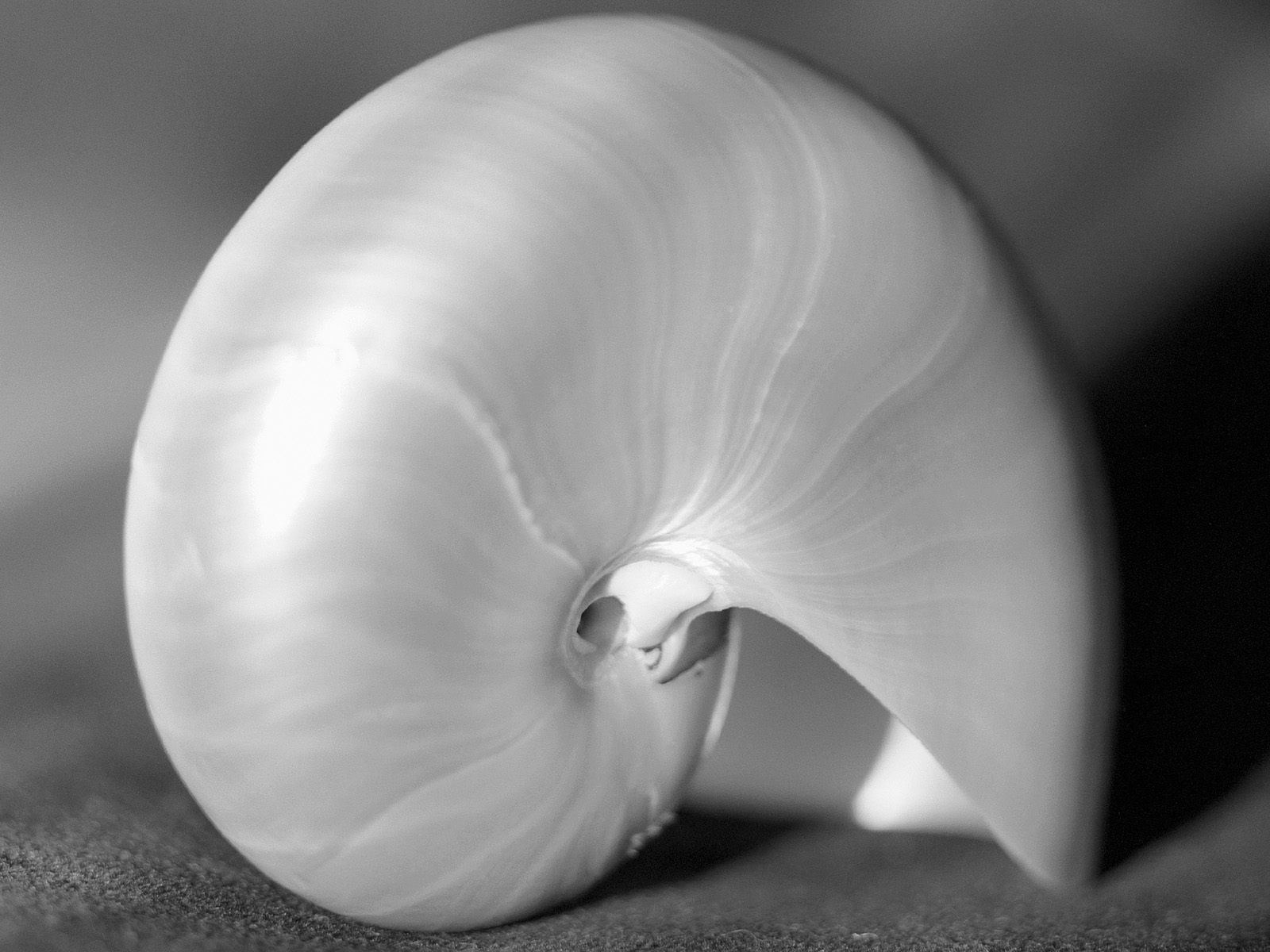 Shell HD Wallpaper