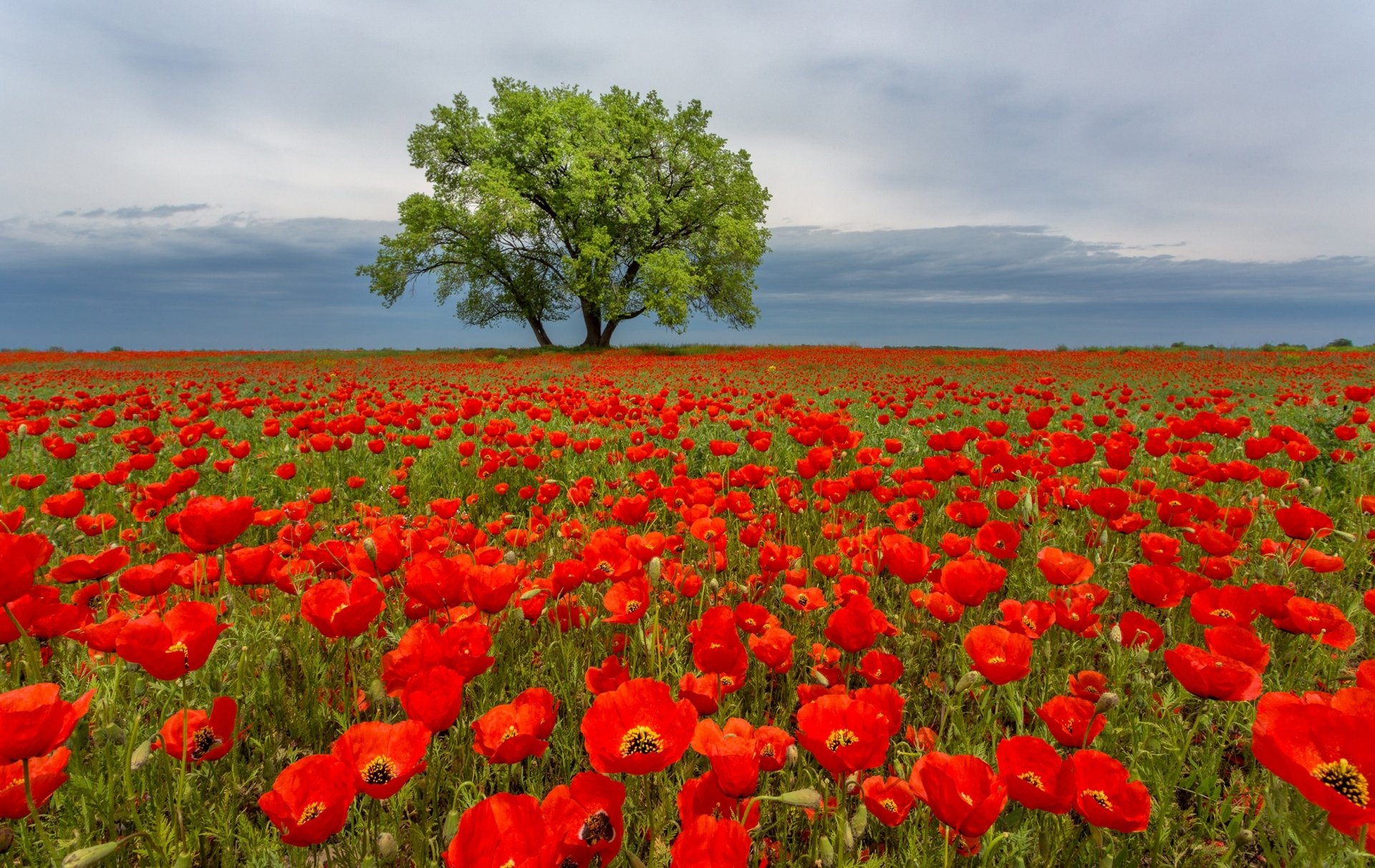 Summer Poppy Field HD Wallpaper
