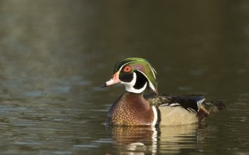 Download Water Duck Wood Duck Animal PFP by Robin Arnold