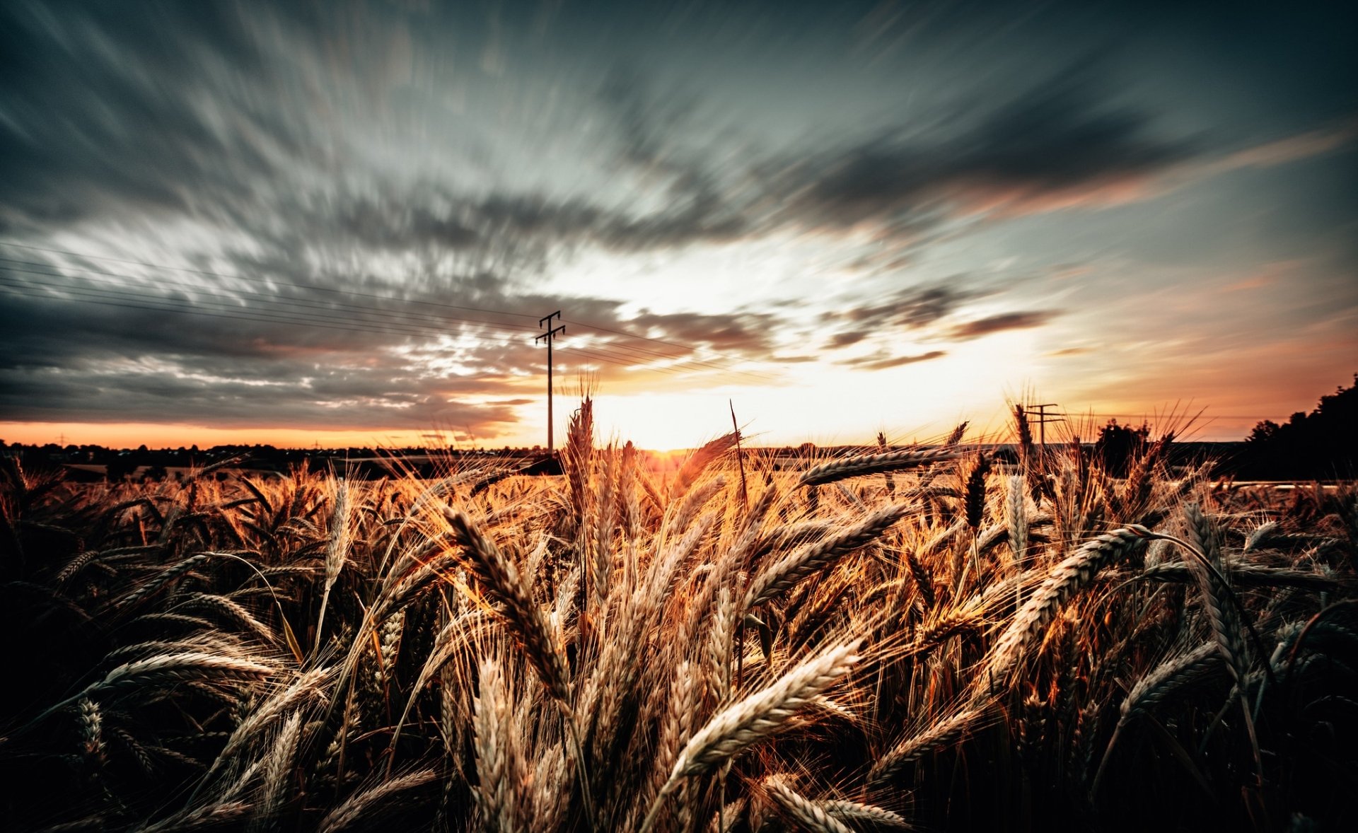 Golden Wheat Fields Under a Summer Sky – HD Nature Wallpaper