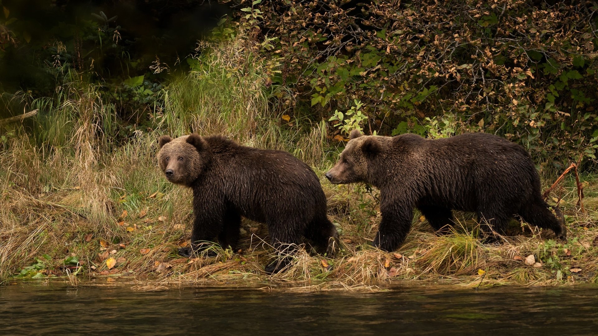 Majestic Bears in the Wild | HD Animal Wallpaper | 2048x1152 ...
