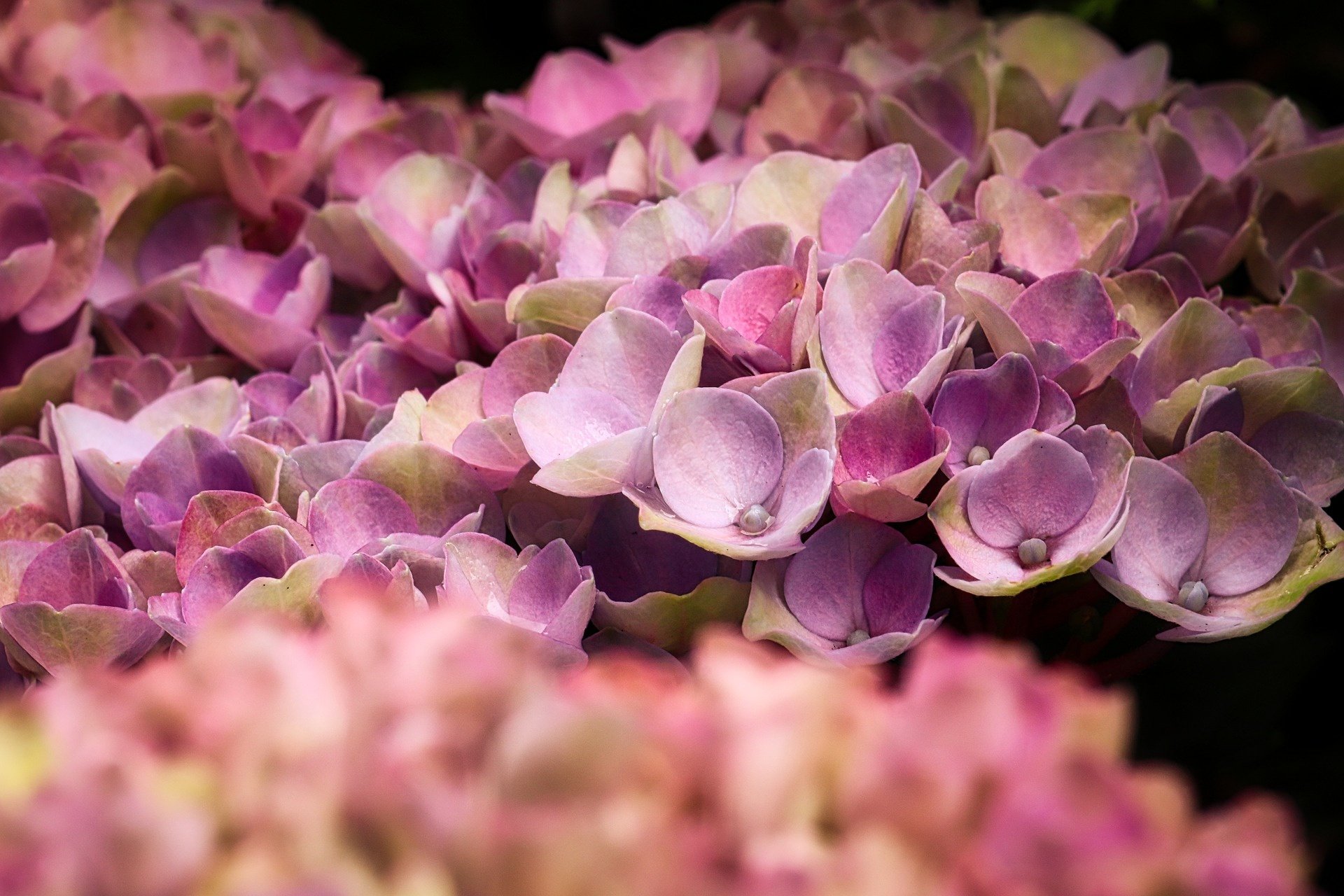 Download Pink Flower Flower Nature Hydrangea HD Wallpaper