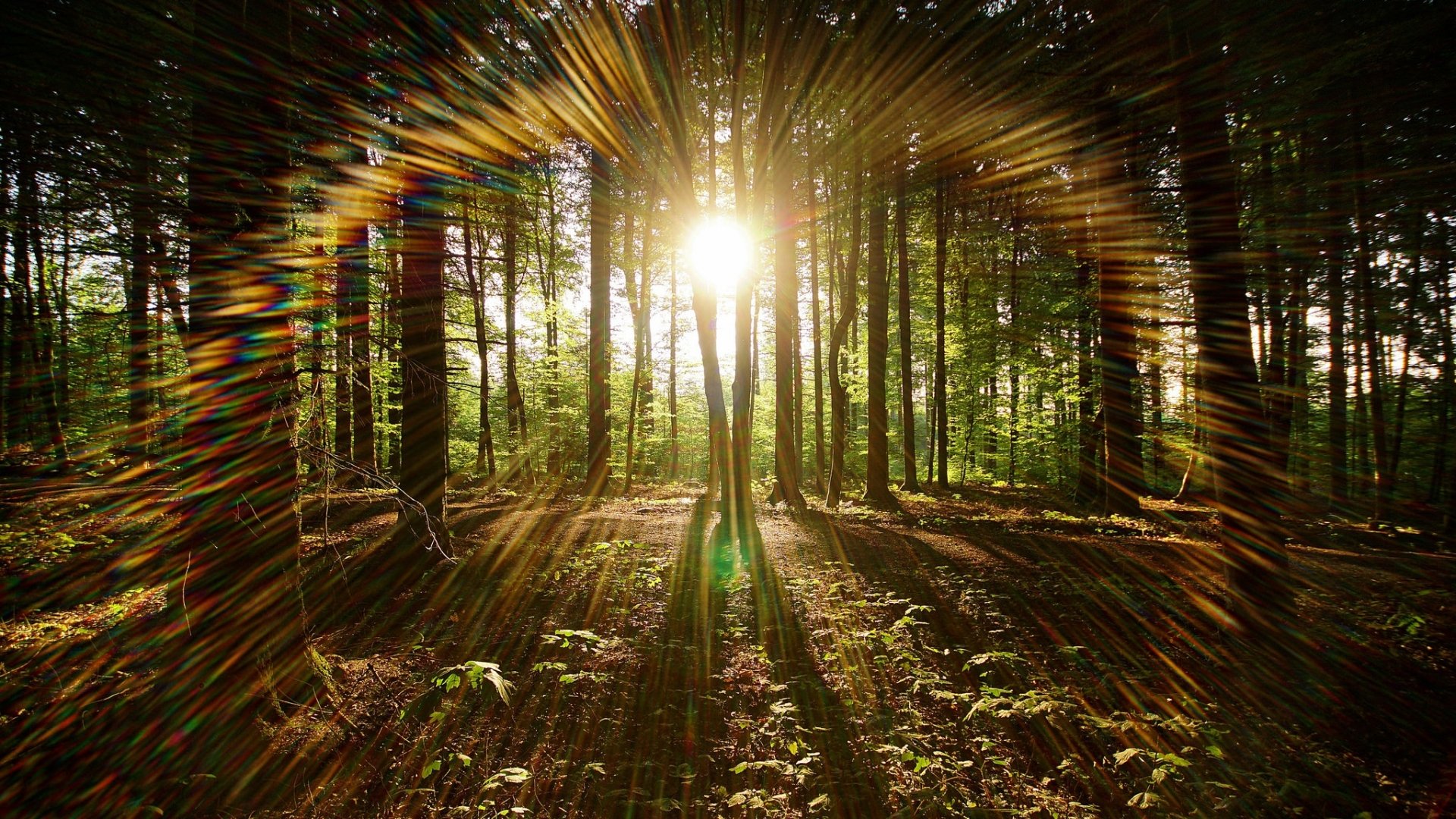 Download Forest Nature Sunbeam HD Wallpaper