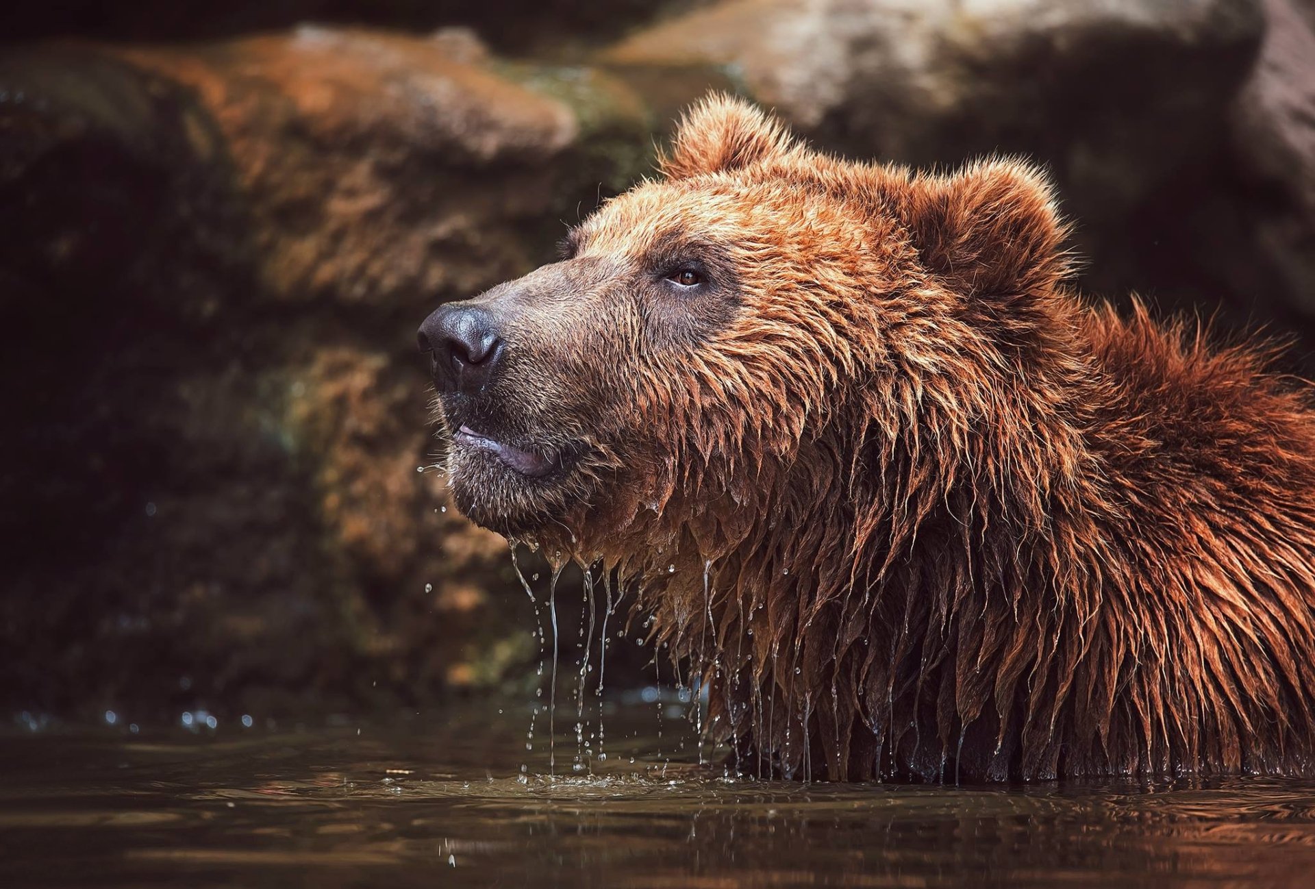 Download Animal Bear HD Wallpaper | 2048x1384 | Wallpaper Abyss