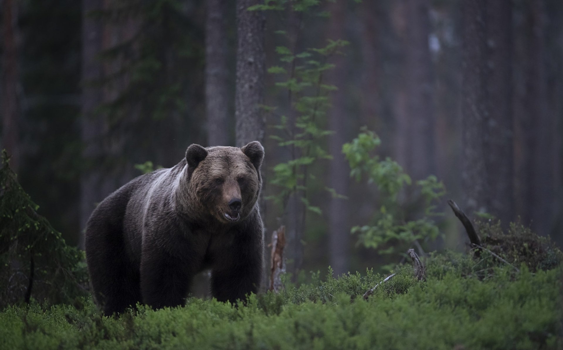 Oso Fondo de pantalla HD | Fondo de Escritorio | 2048x1272 | ID:949136 ...