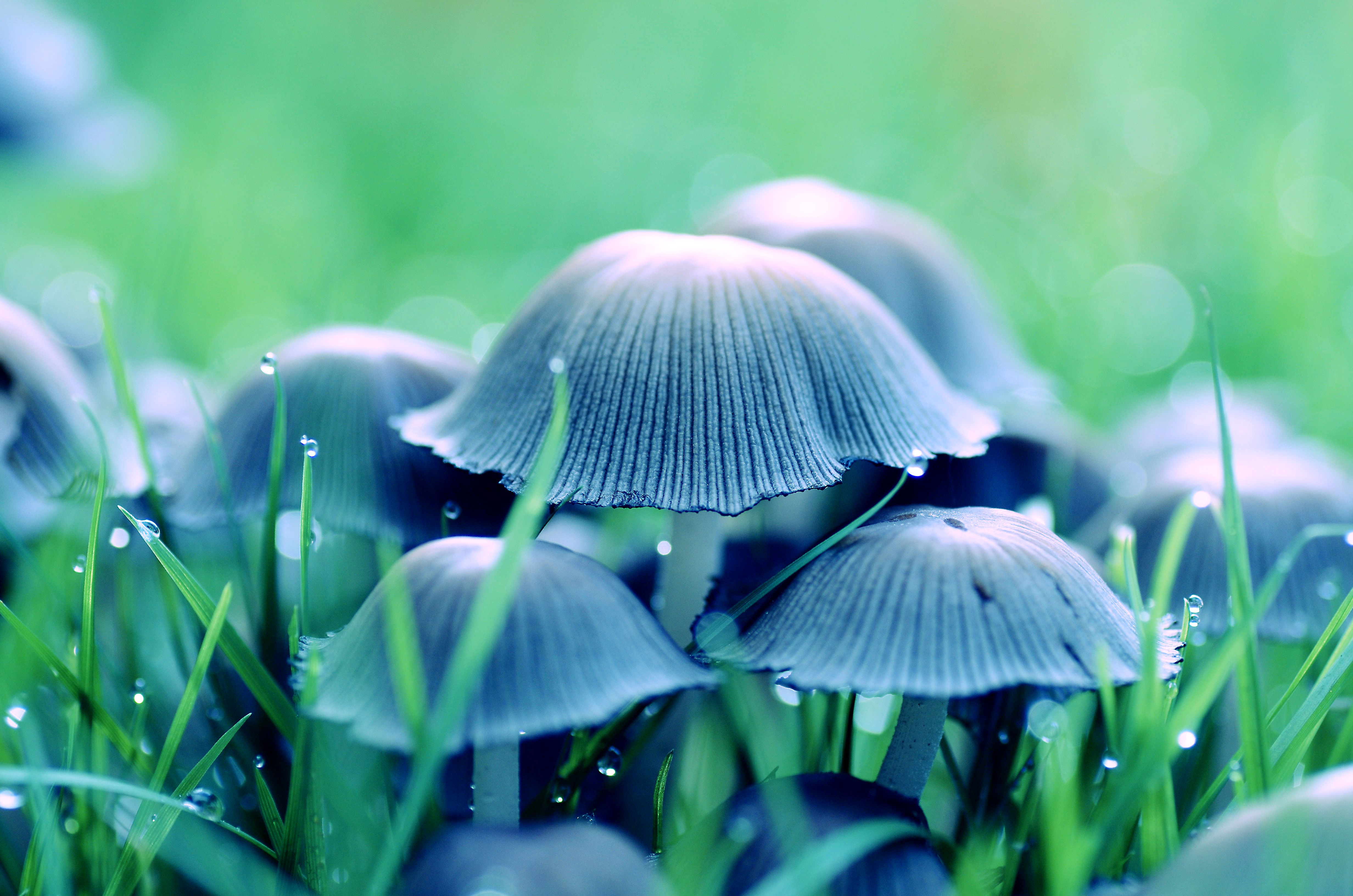 Download Nature Macro Mushroom 4k Ultra HD Wallpaper