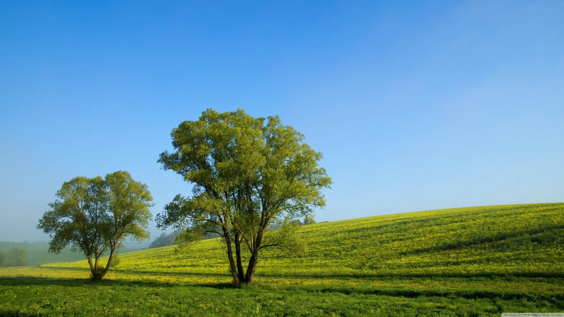 Spring Serenity: HD Landscape of Lush Trees and Rolling Hills