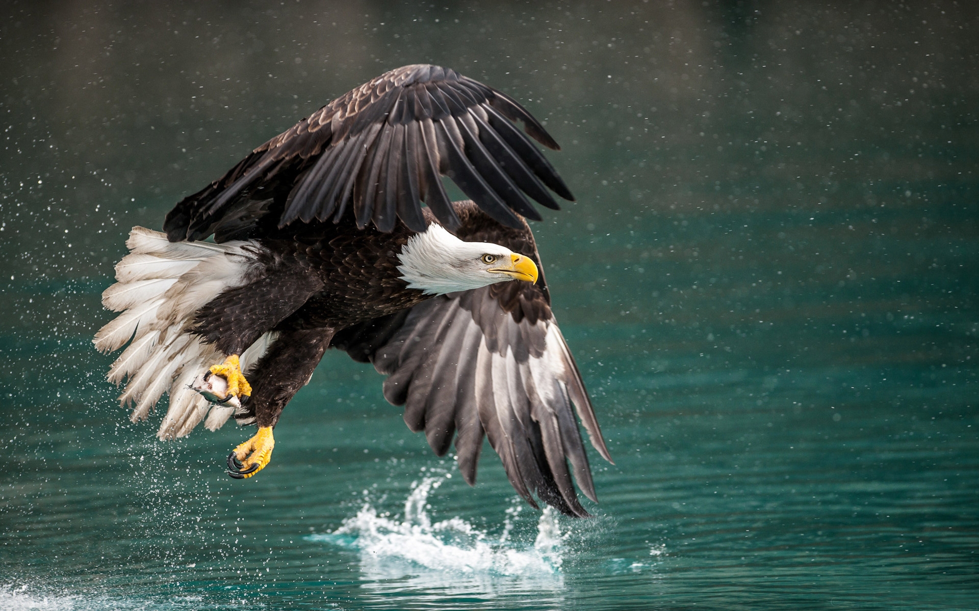 Water Eagle Wallpaper 300,000+ Free Water Bird & Bird Images Pixabay