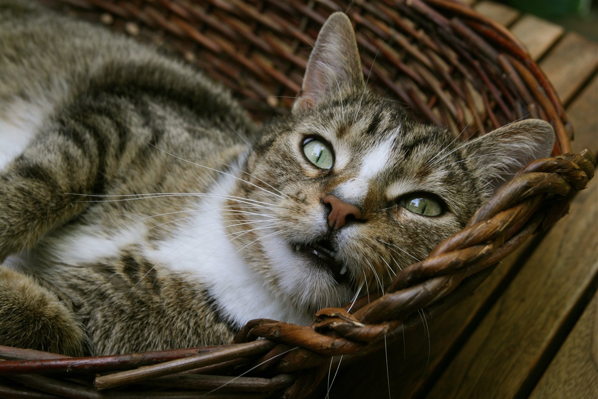 4K Ultra HD Cat Stare: Mesmerizing Feline Gaze in Stunning Detail by ...