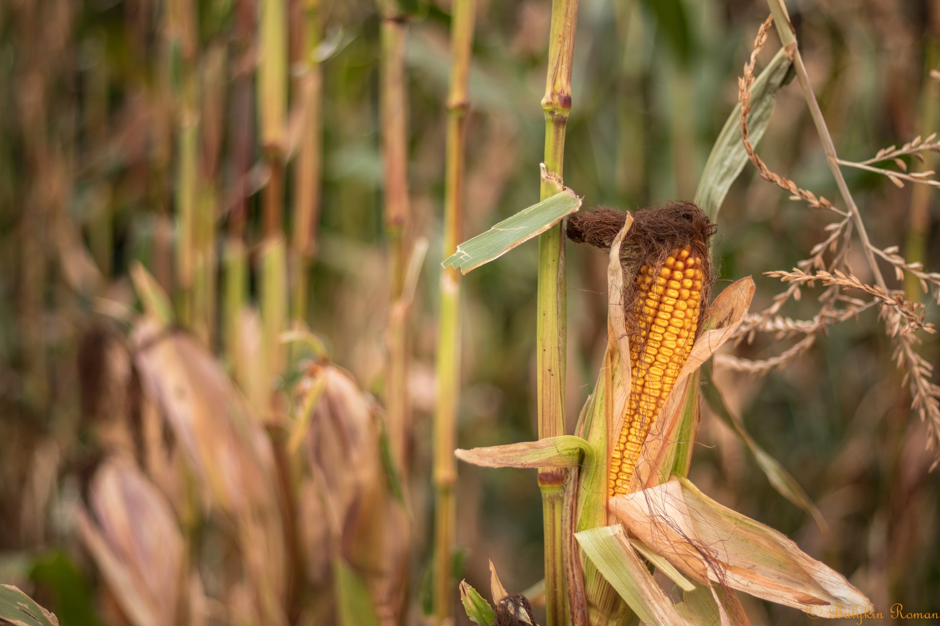 Download Food Corn 4k Ultra HD Wallpaper by Vergilius