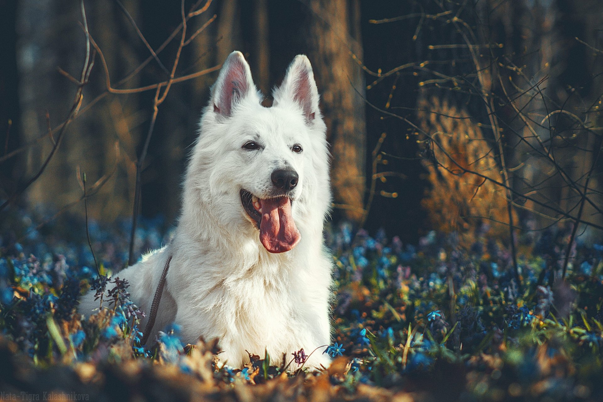 Download White Shepherd Animal Dog HD Wallpaper