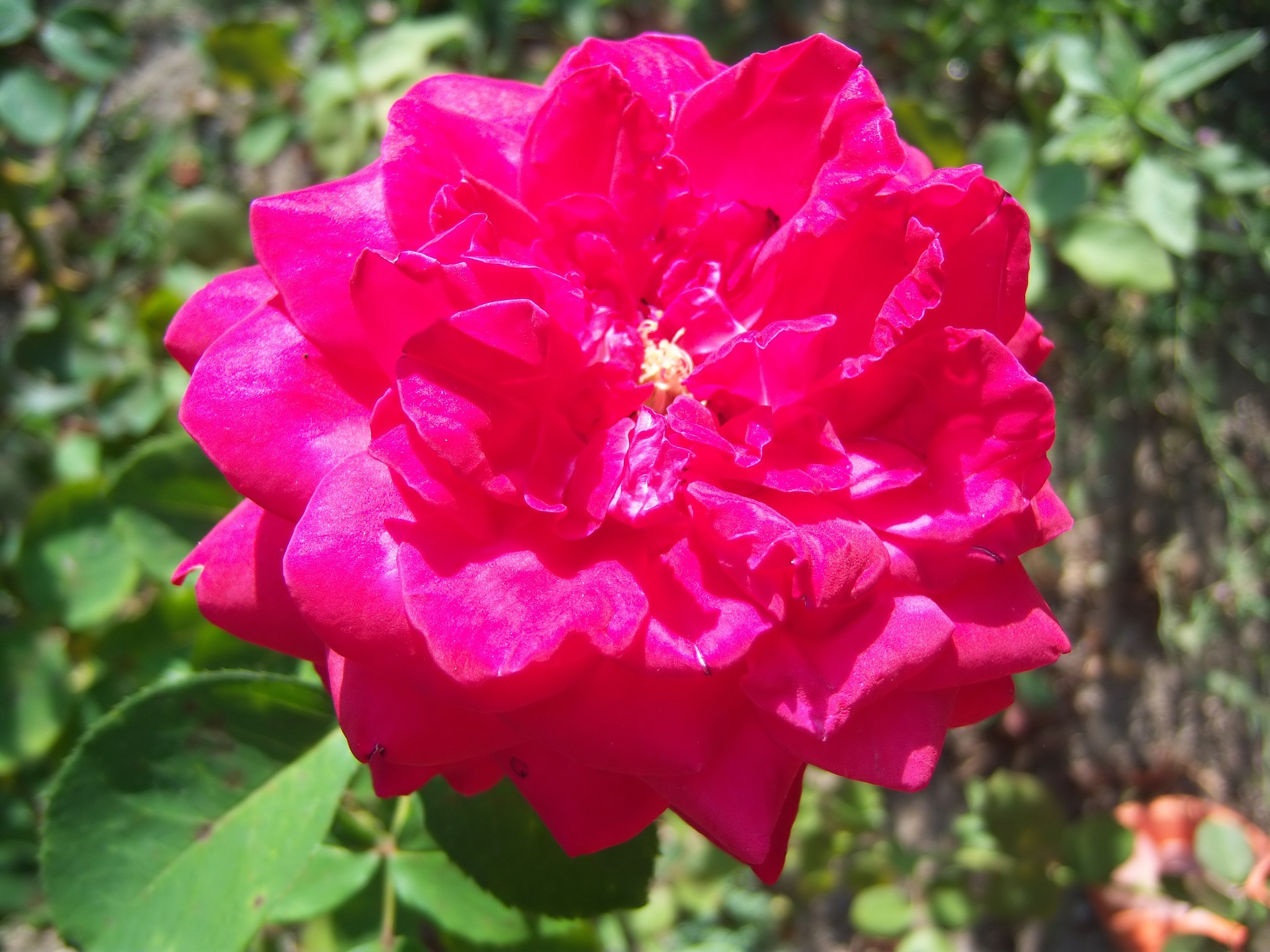 Download Nature Rose HD Wallpaper by Meduzanol