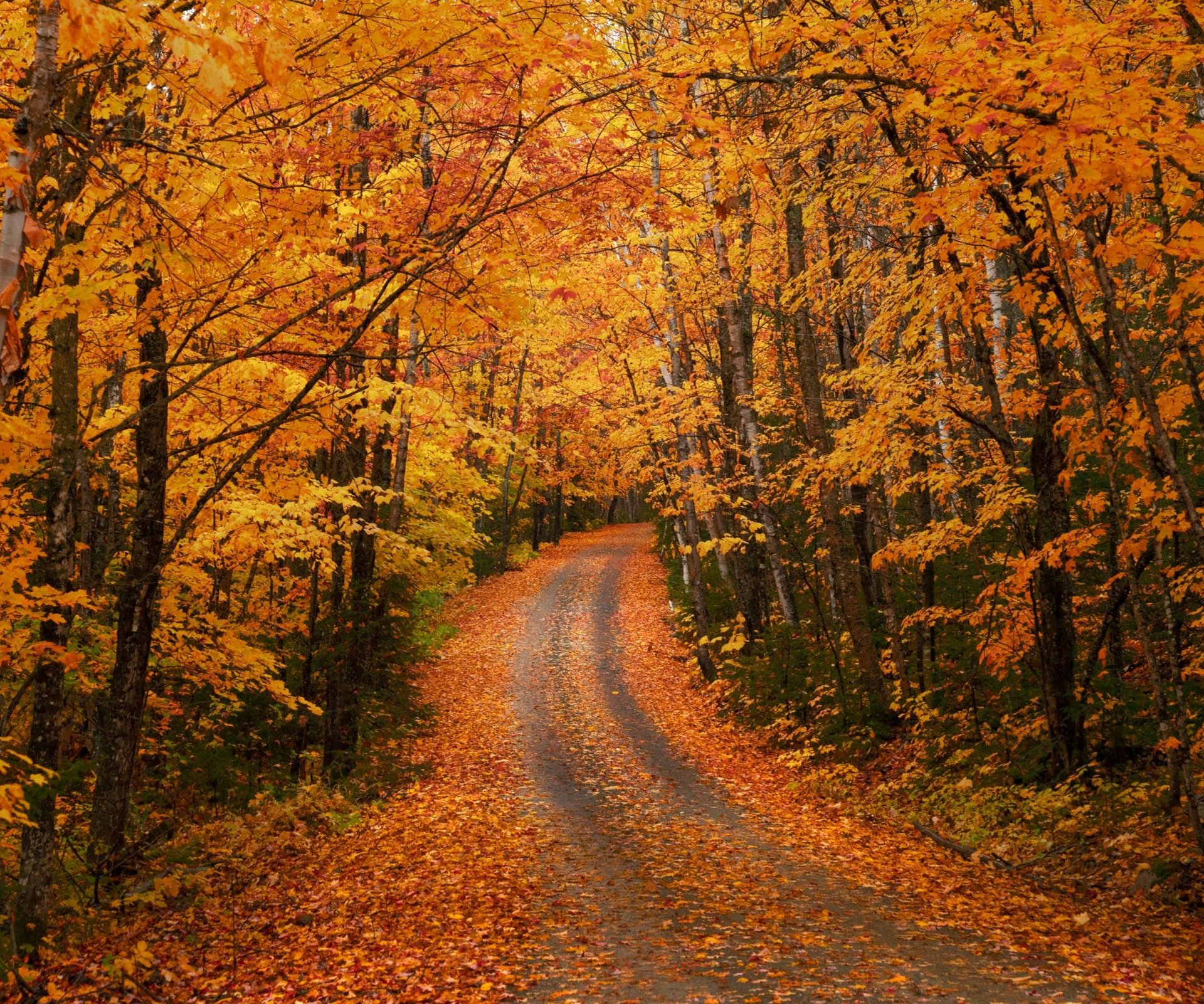 Download Fall Forest Nature Path HD Wallpaper