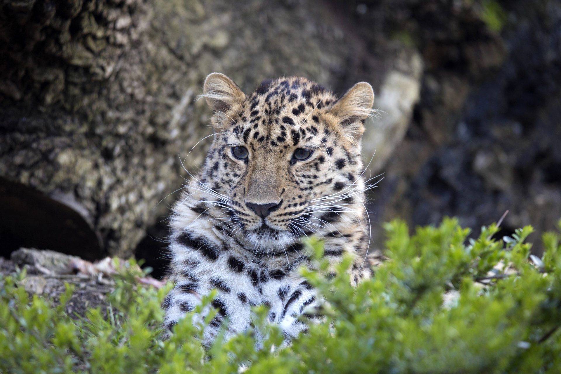Leopard 4k Ultra HD Wallpaper