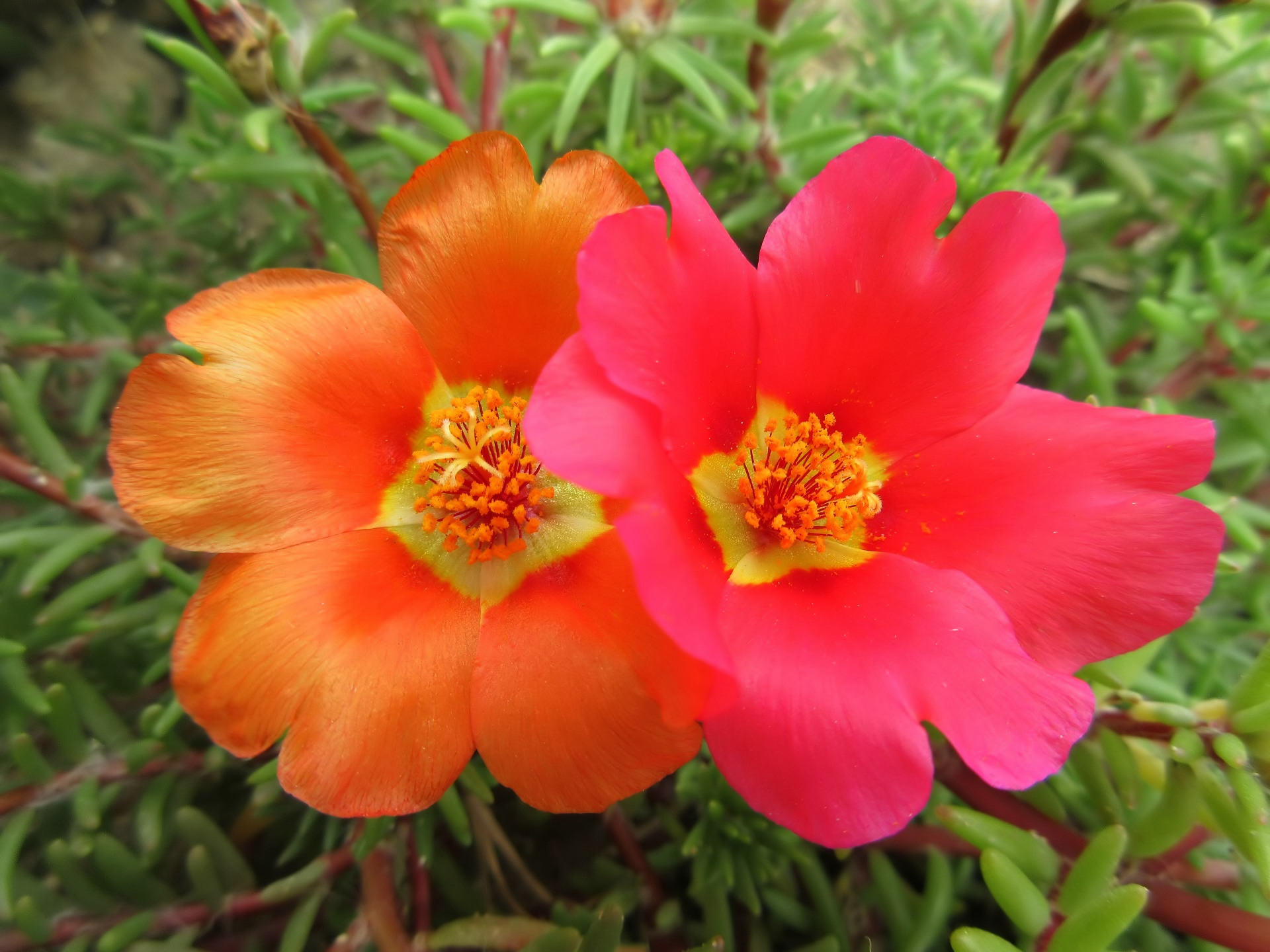 Petunia HD Wallpaper | Background Image | 1920x1440 | ID:960534 ...