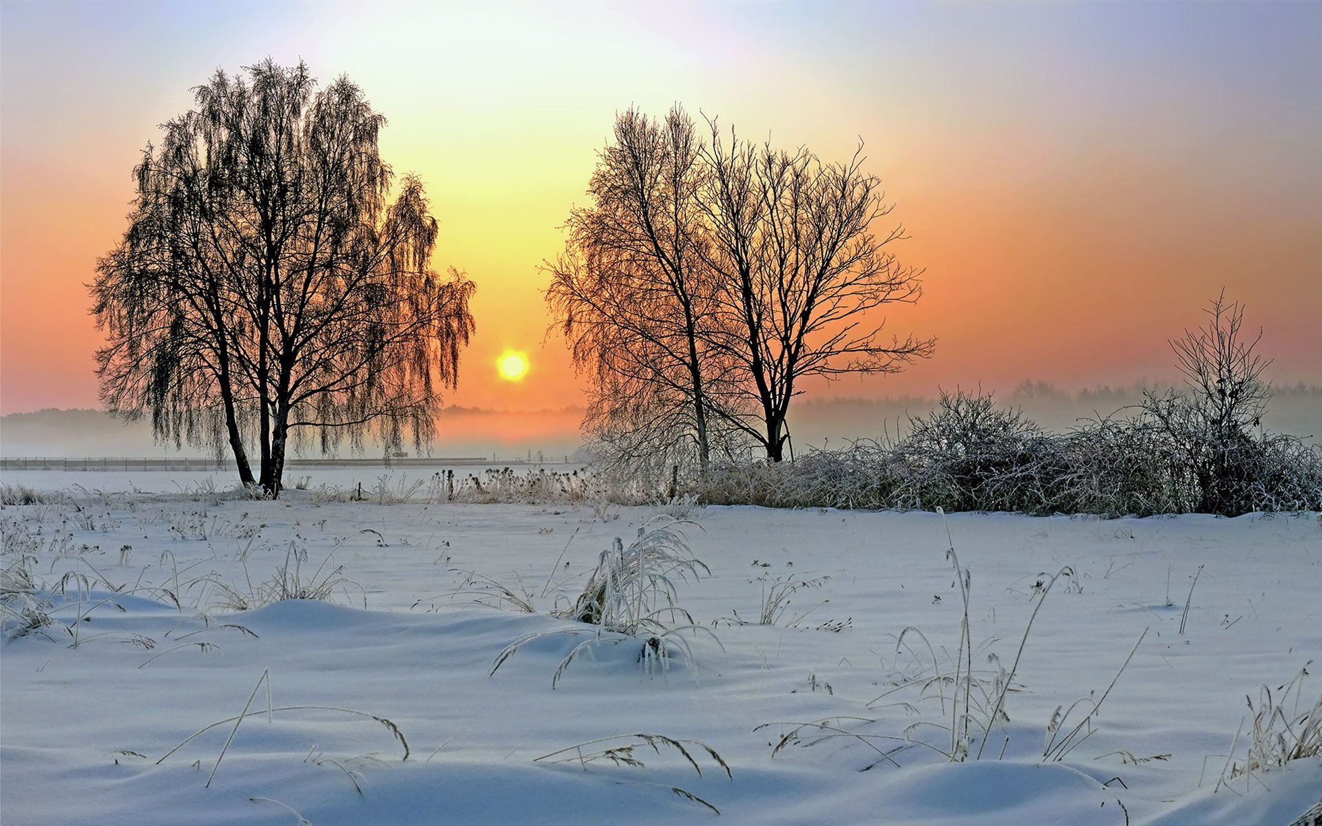 Winter Sunset Serenity: Snowy Field and Bare Trees HD Wallpaper ...