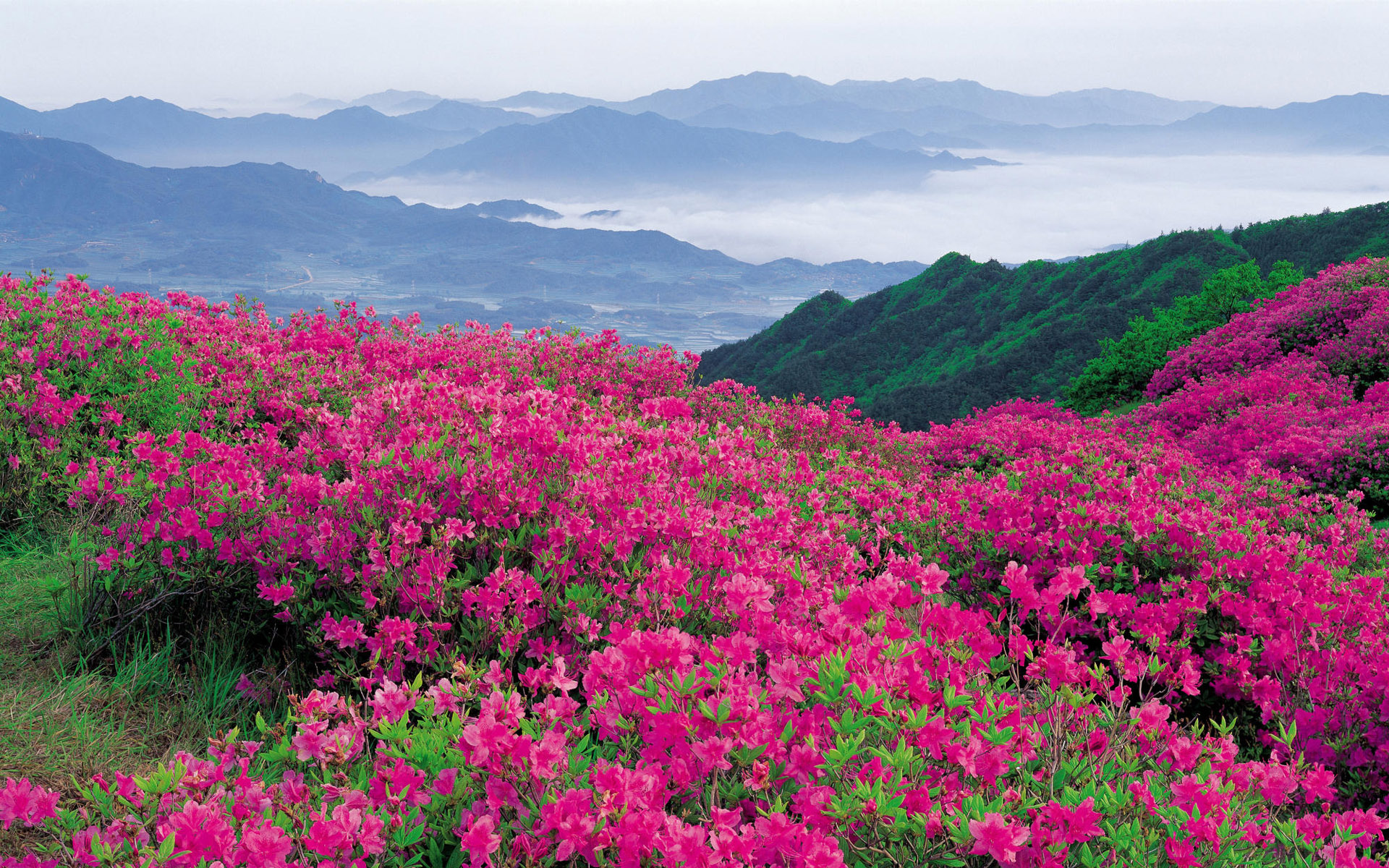 Vibrant Nature: HD Wallpaper of Blooming Flowers in Majestic Landscape