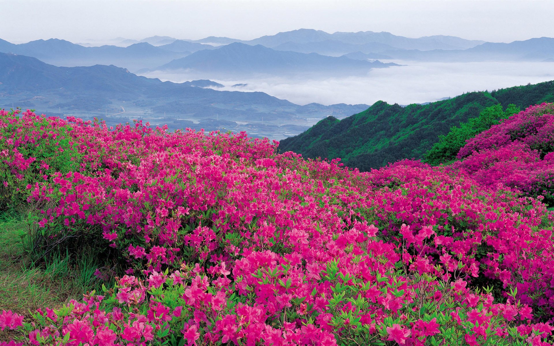 Vibrant Nature: HD Wallpaper of Blooming Flowers in Majestic Landscape