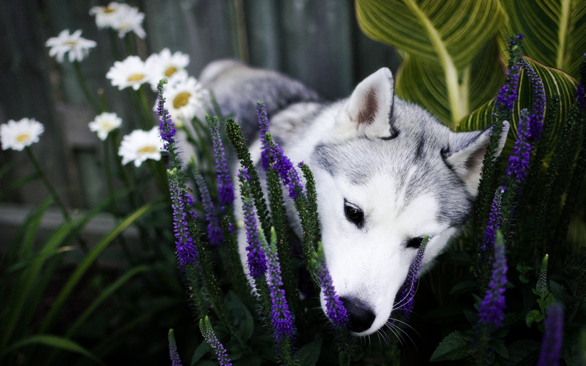 Download Husky Flower Dog Animal Siberian Husky HD Wallpaper