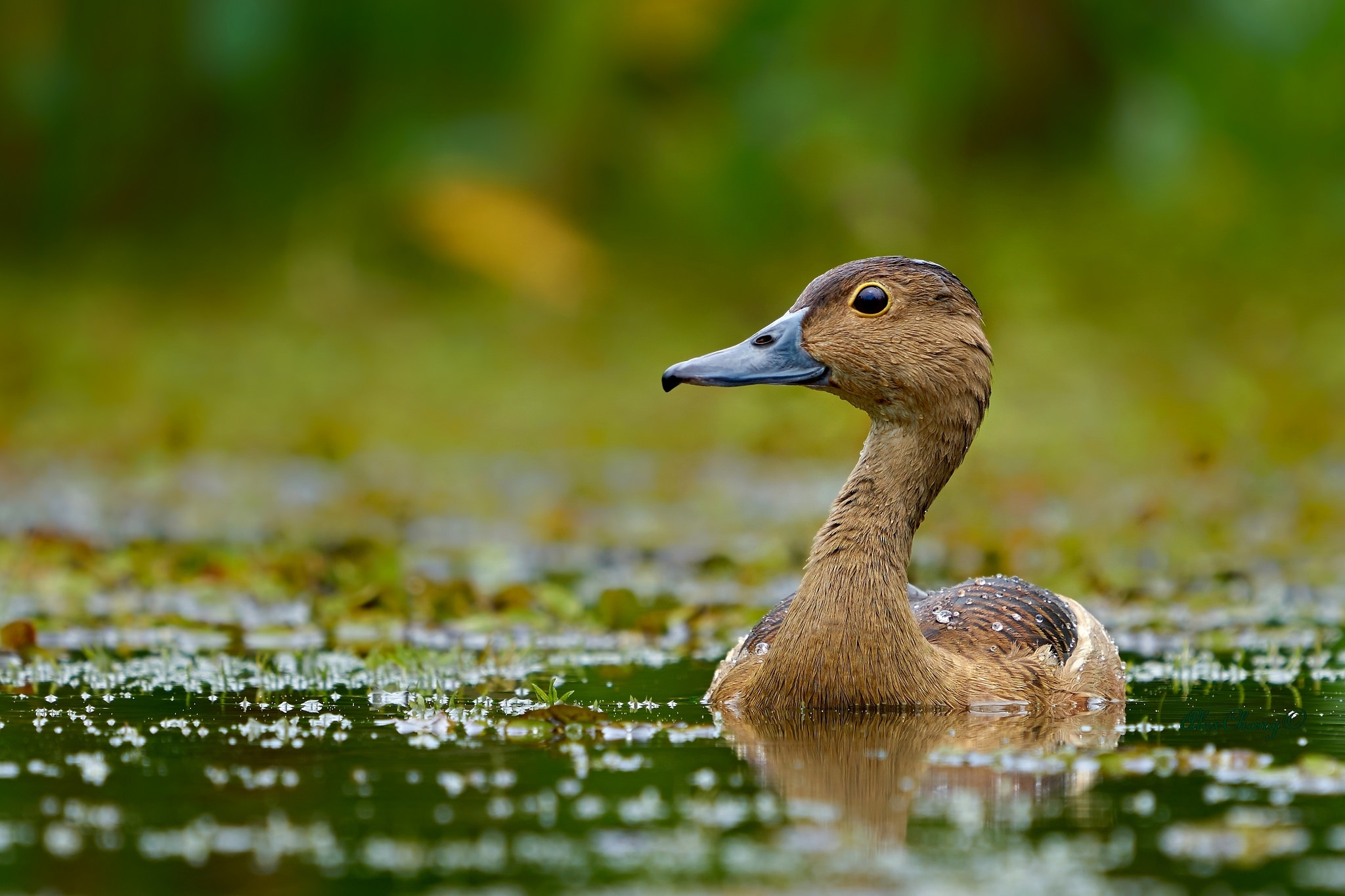 Download Water Bird Animal Duck HD Wallpaper