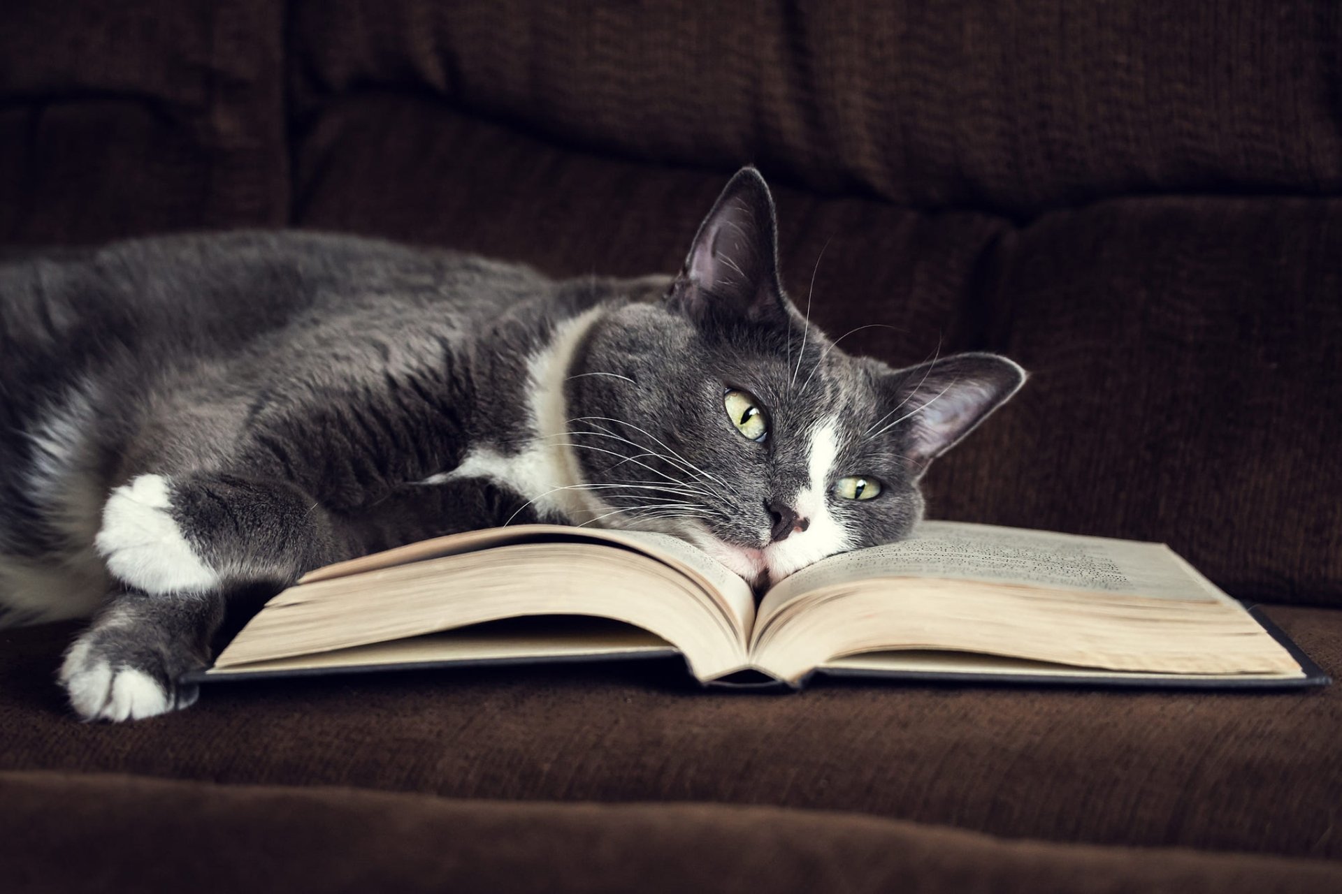 Curious Cat Cozy with Book HD Wallpaper | 2048x1365 | Wallpaper Abyss