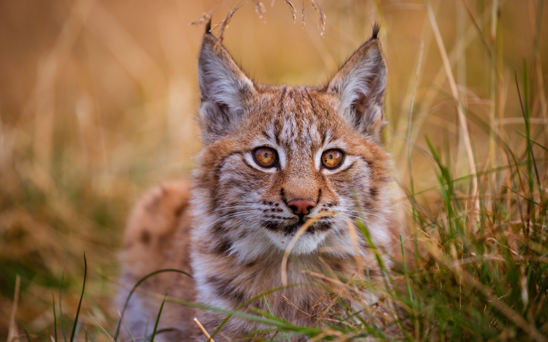 Download Animal Lynx 4k Ultra HD Wallpaper
