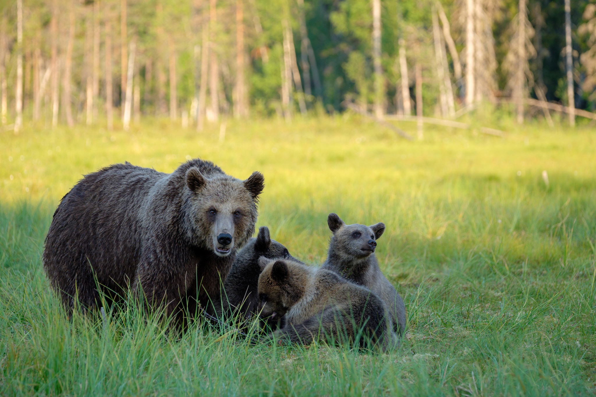 Majestic Bear Family: Adorable Cub HD Wildlife Wallpaper