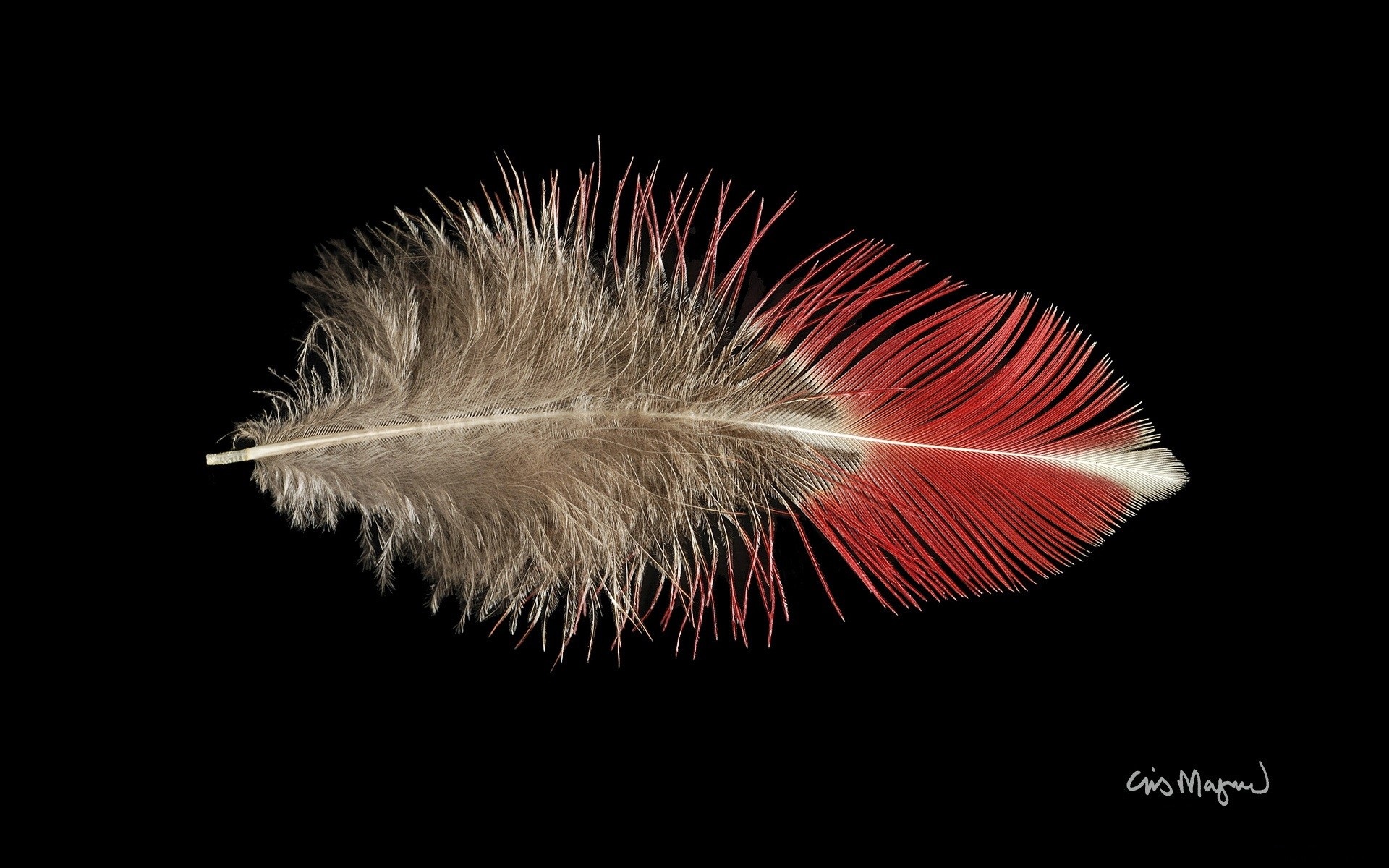 Elegant Feather Art HD Desktop Wallpaper by QuantumCurator