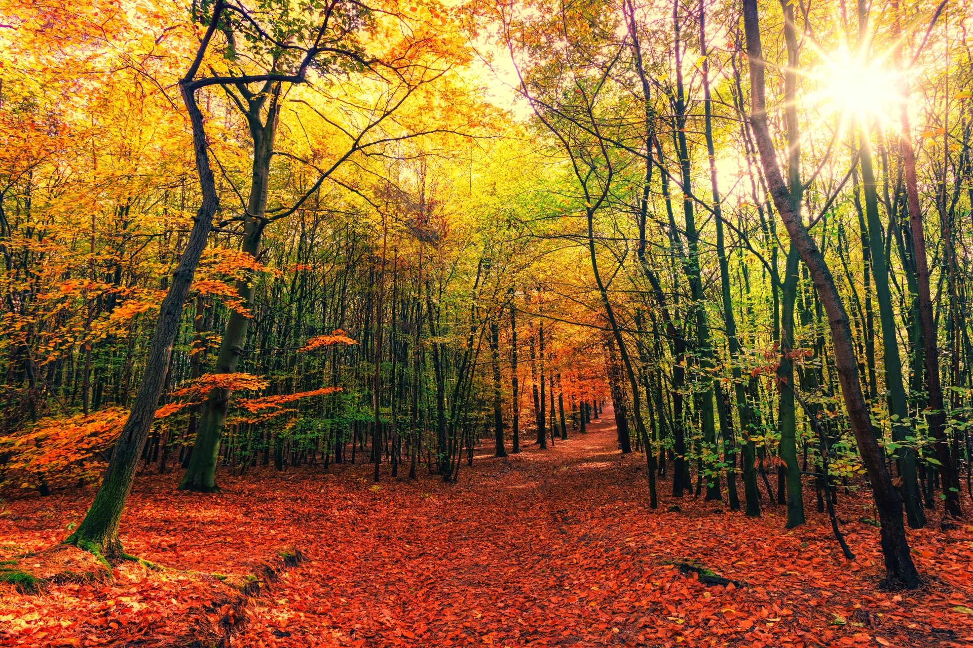 Download Sunbeam Path Tree Forest Nature Fall 4k Ultra HD Wallpaper