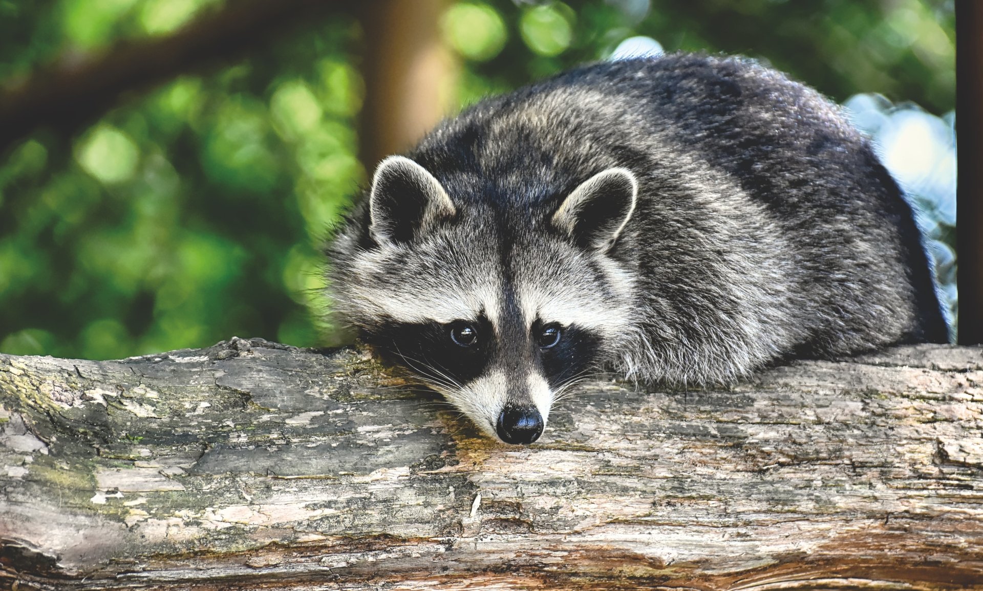 Download Animal Raccoon 4k Ultra HD Wallpaper