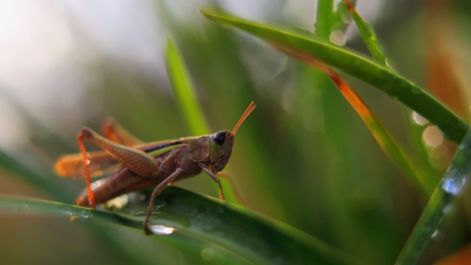 Download Macro Insect Animal Grasshopper HD Wallpaper