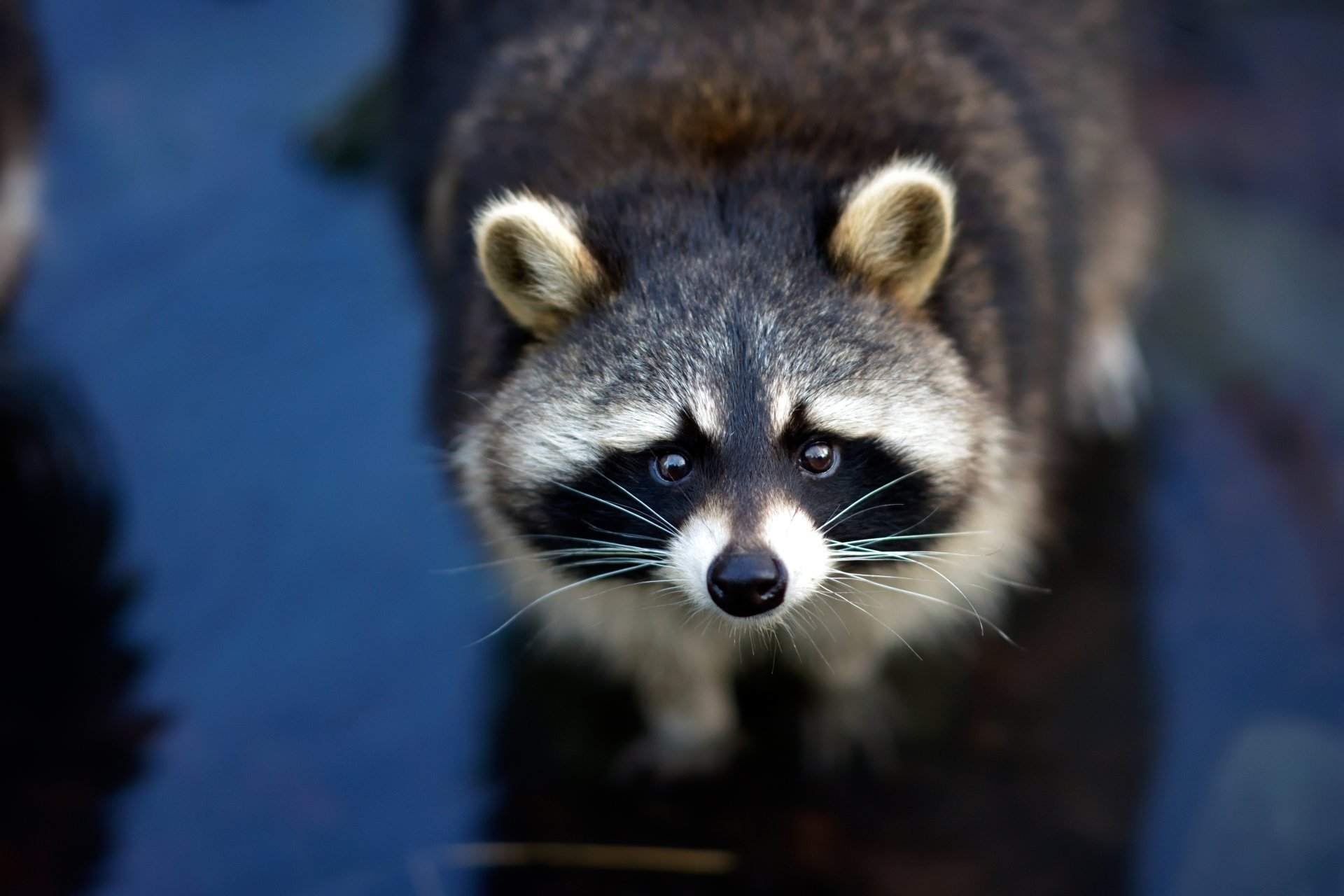 Download Stare Animal Raccoon 4k Ultra HD Wallpaper