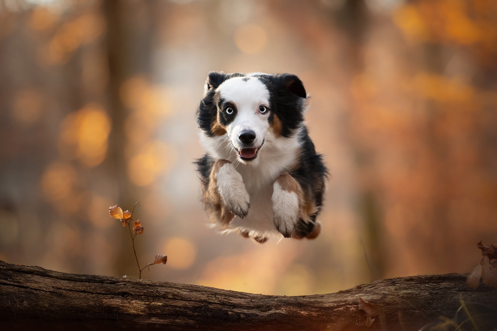 Dog Jumping Wallpapers