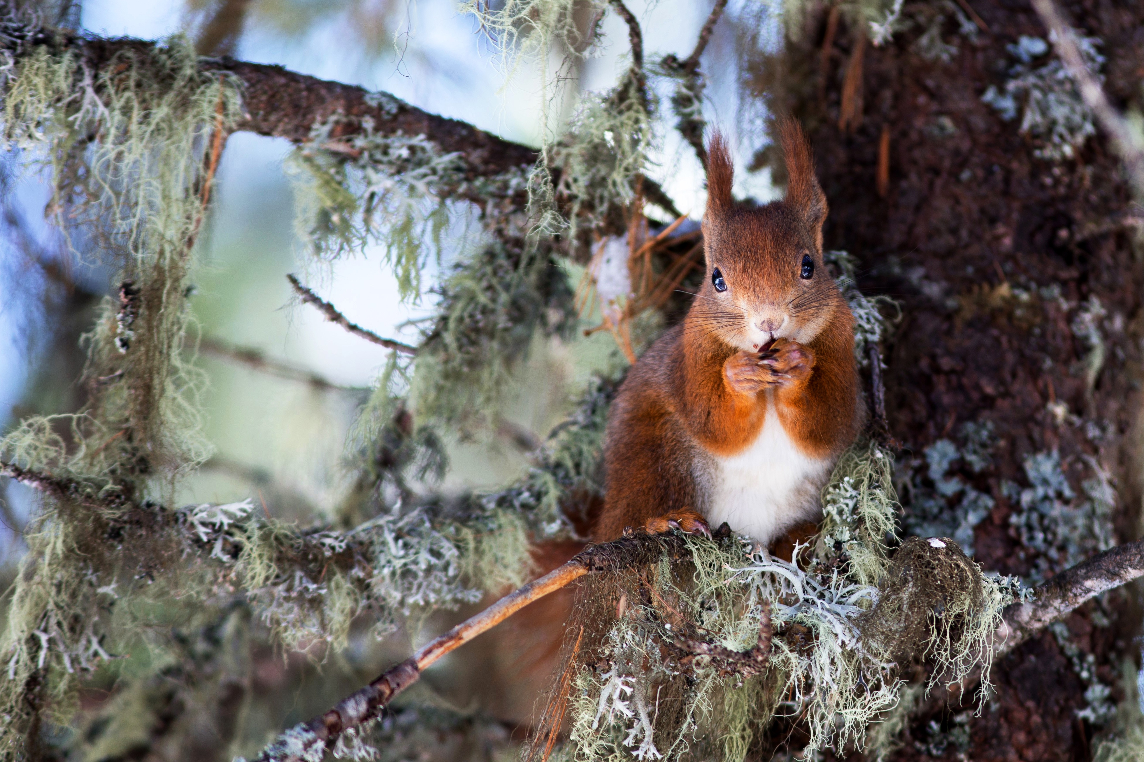 Download Rodent Animal Squirrel 4k Ultra HD Wallpaper