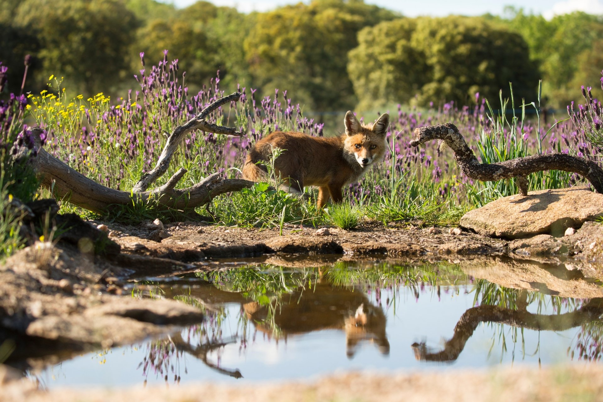 4k Fox Stare Reflection