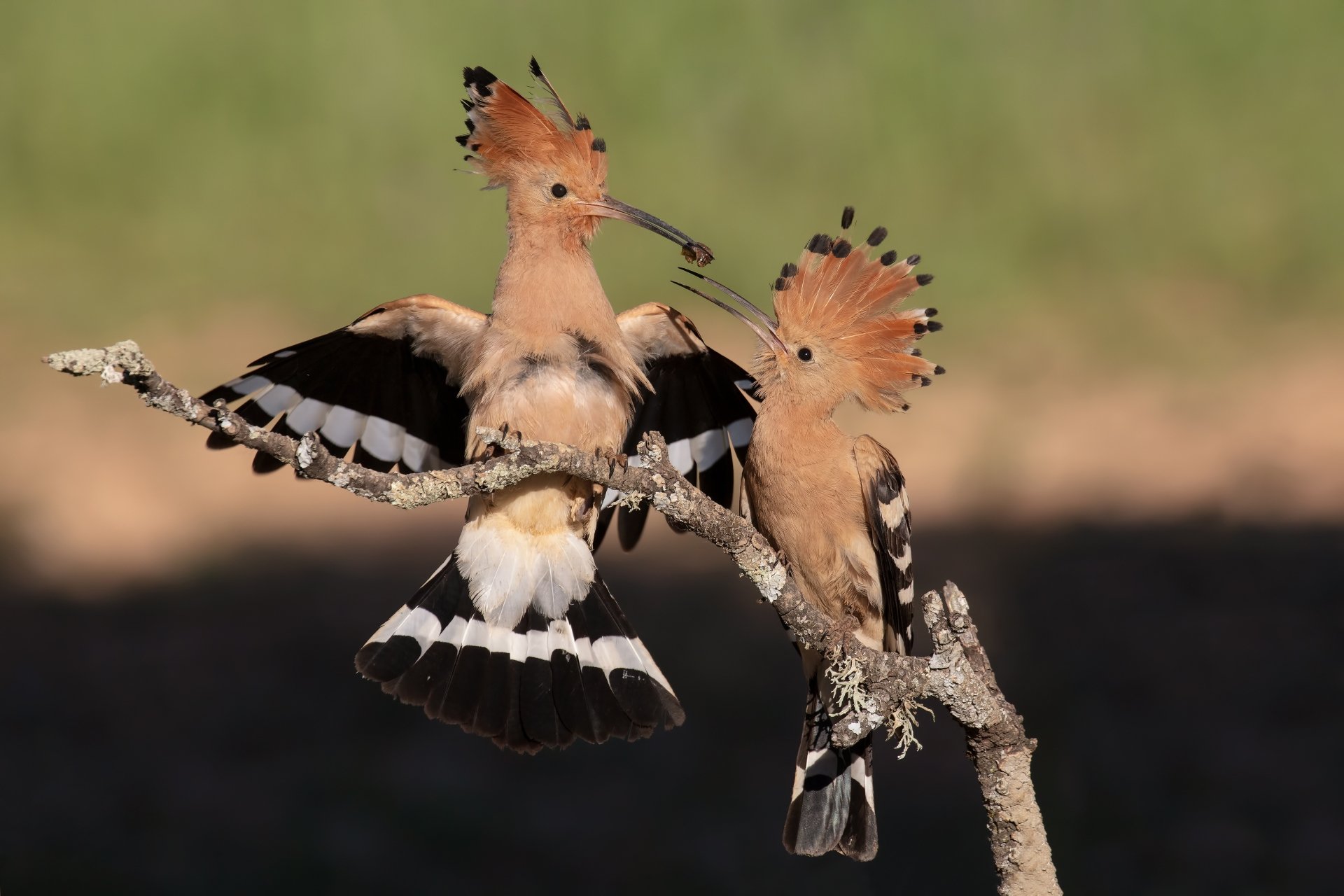 Download Bird Animal Hoopoe 4k Ultra HD Wallpaper