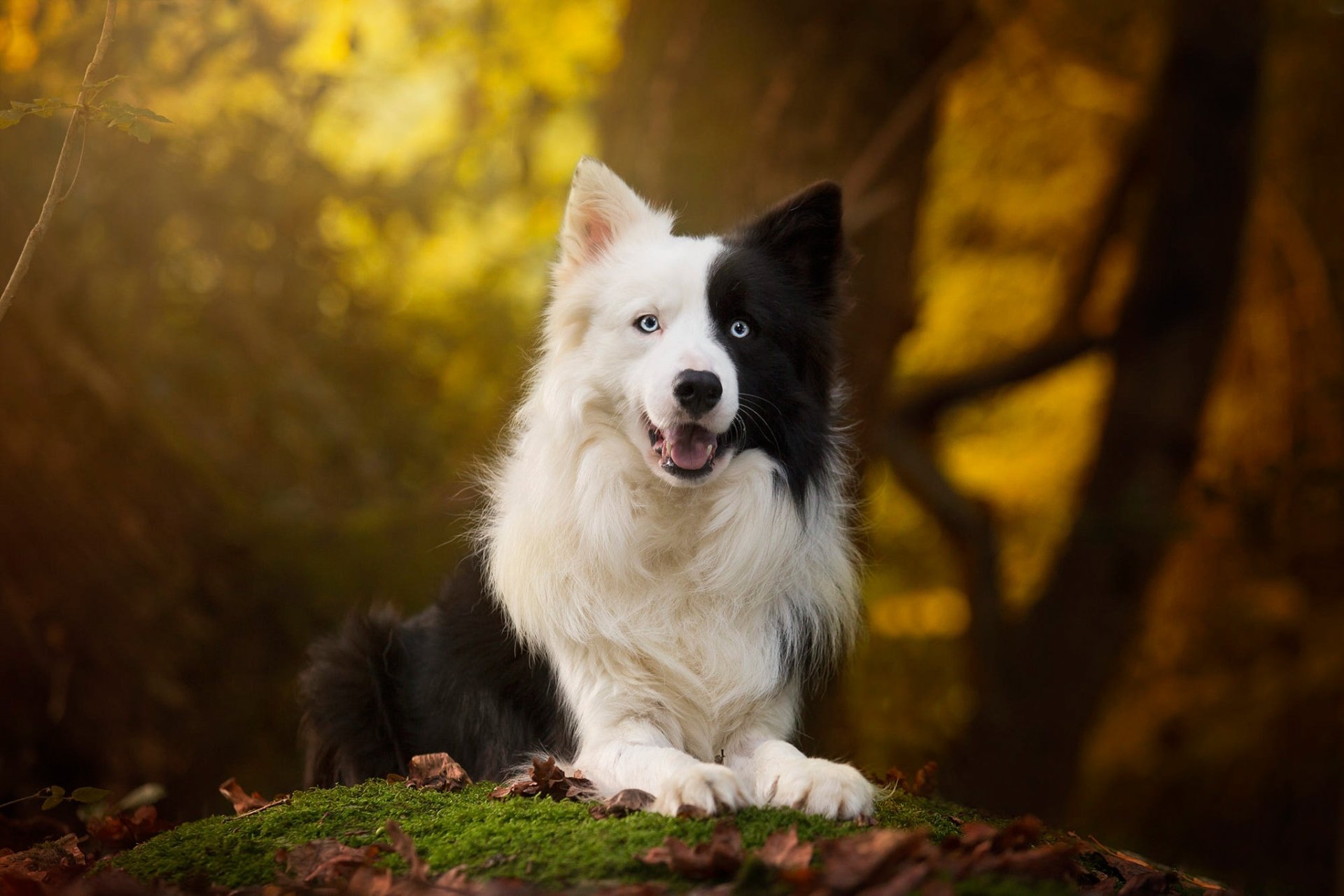 Download Dog Animal Border Collie HD Wallpaper
