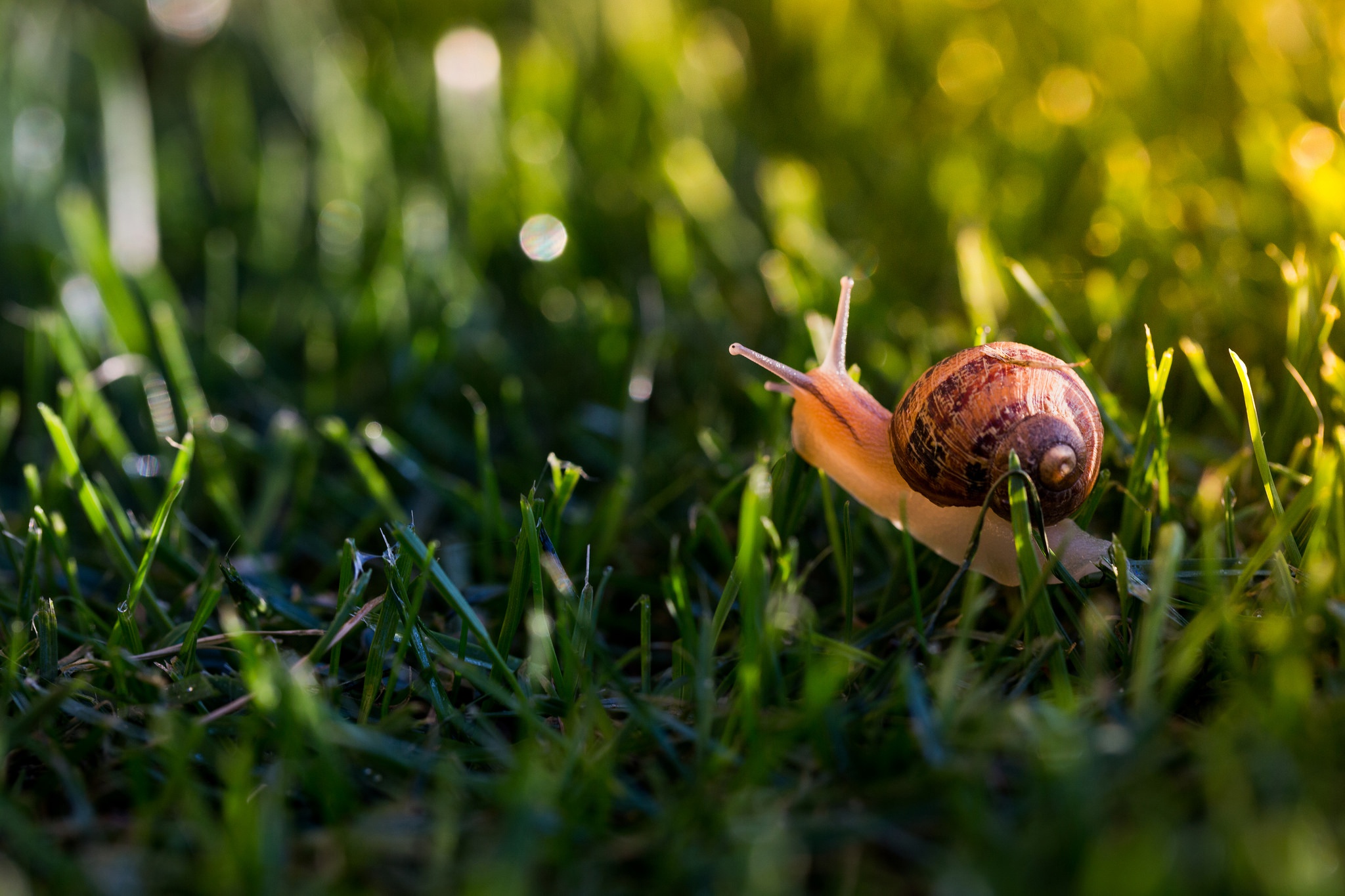 Snail HD Wallpaper