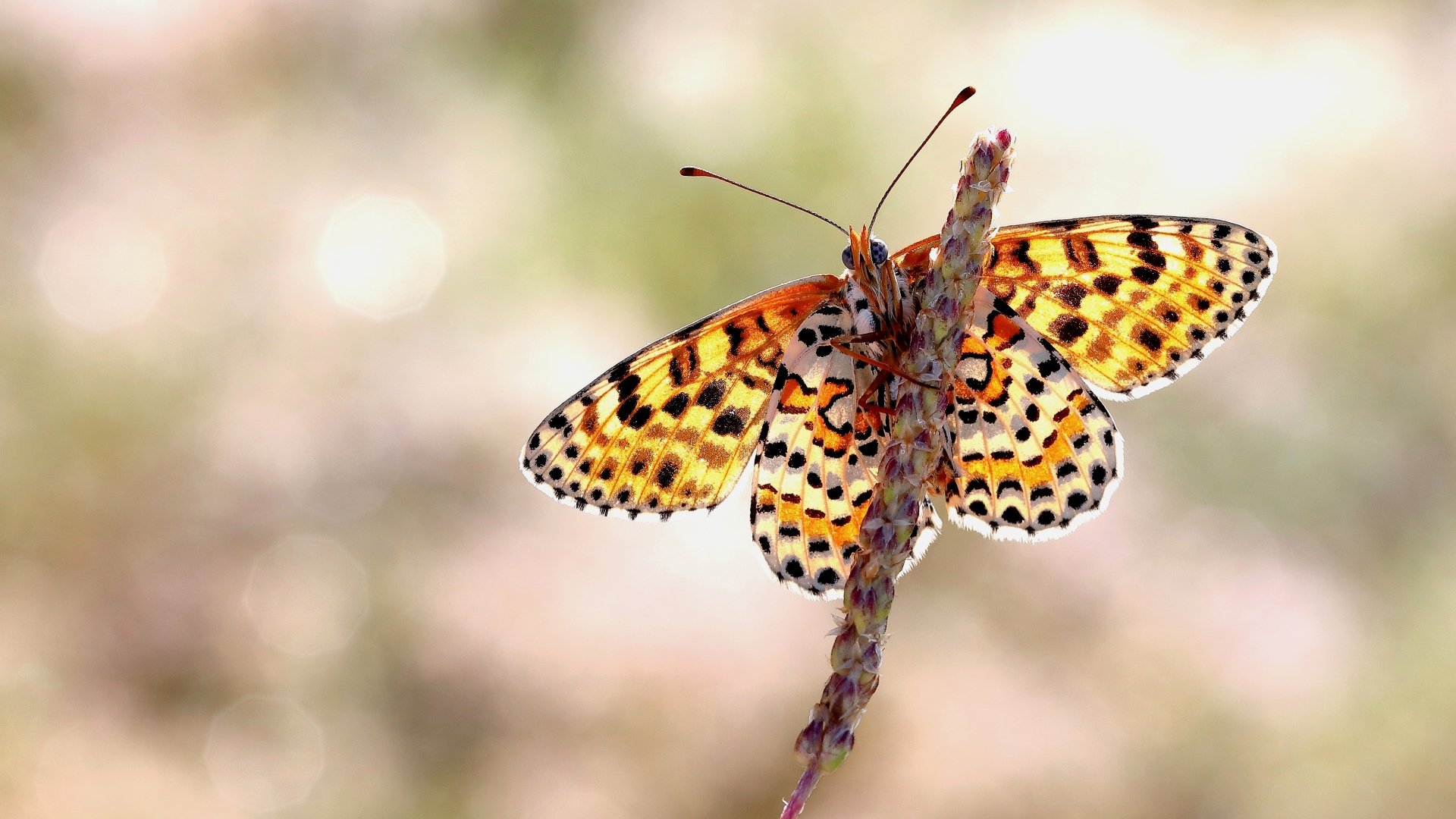 Download Macro Insect Animal Butterfly 4k Ultra HD Wallpaper