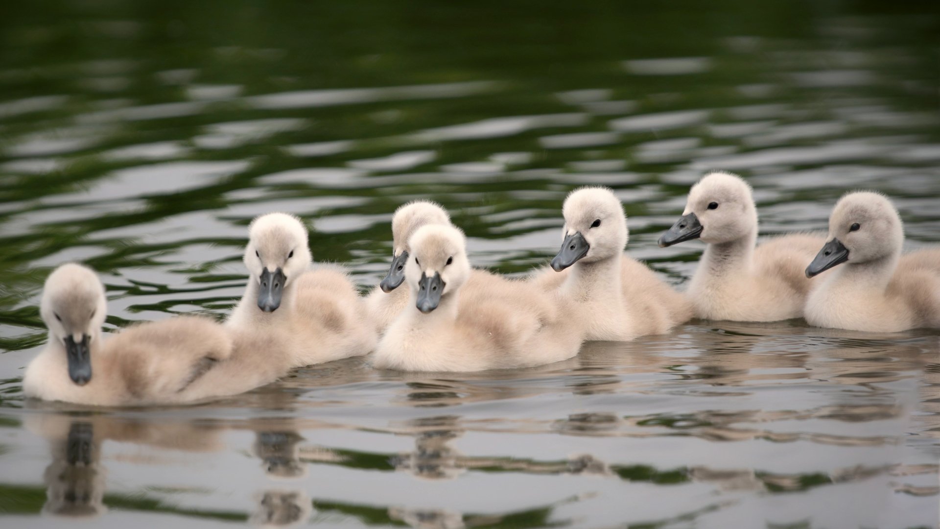 7 Adorable Cygnet Babies Swimming – 4K Ultra HD Swan Wildlife Wallpaper
