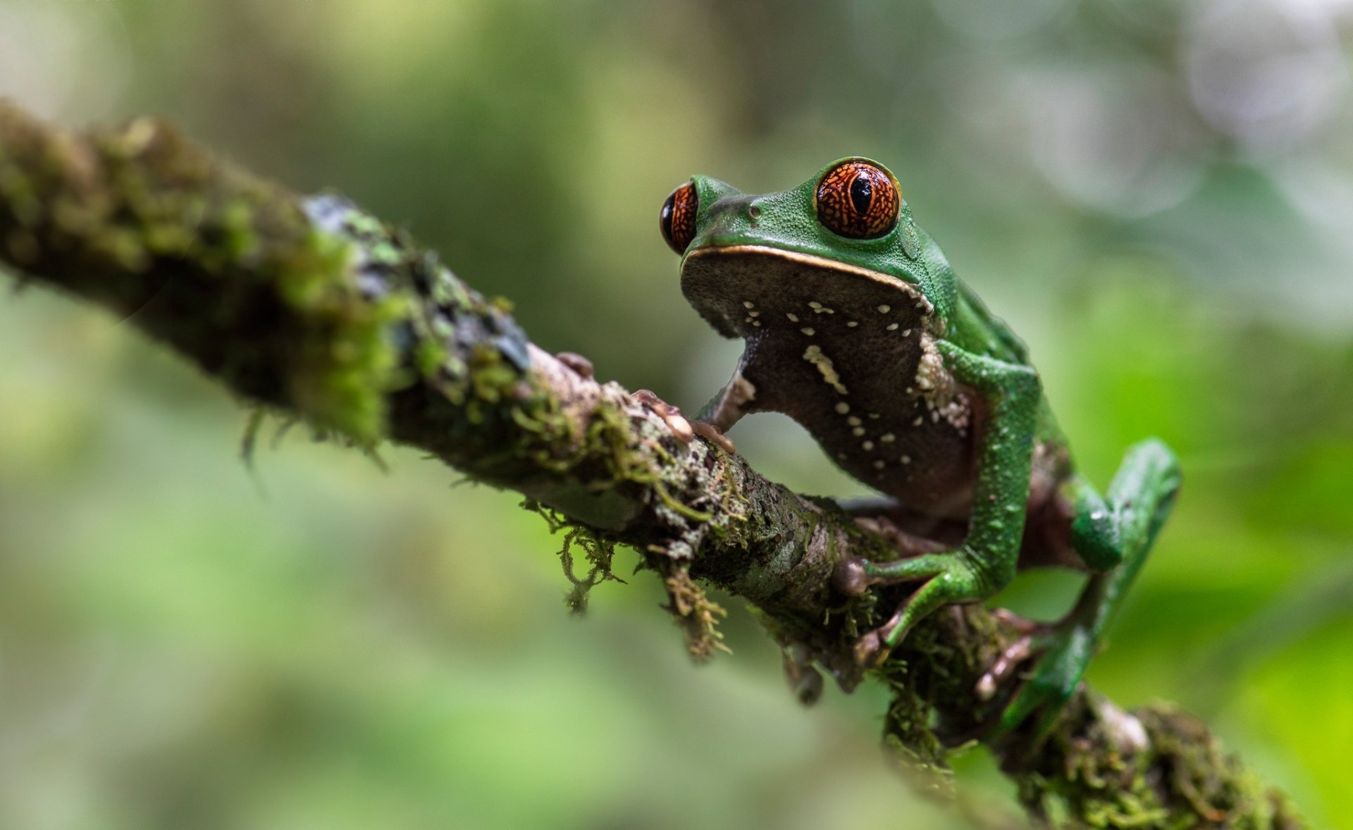 Download Amphibian Animal Frog HD Wallpaper