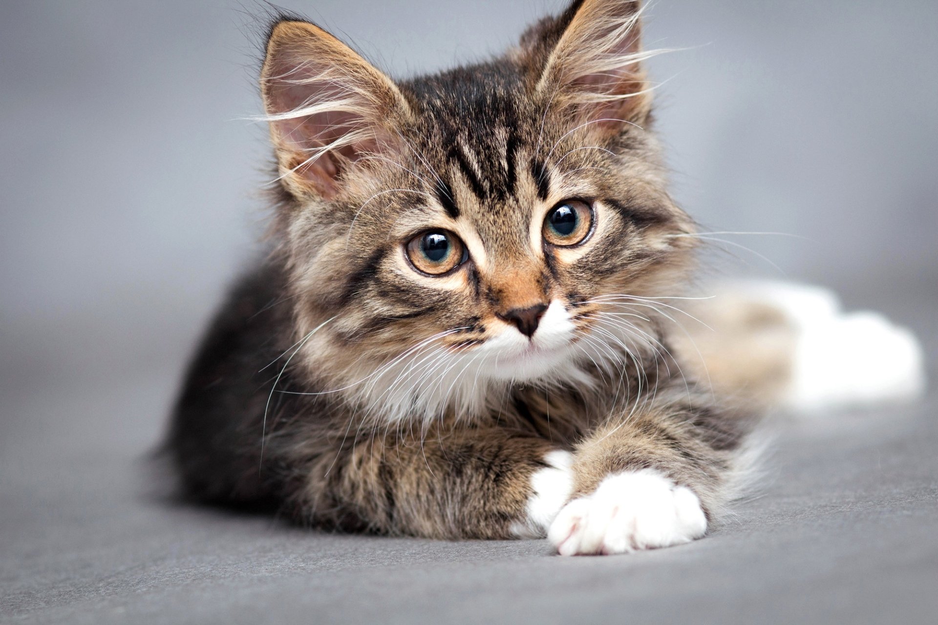 Captivating Stare of an Adorable Cat - HD Animal Wallpaper