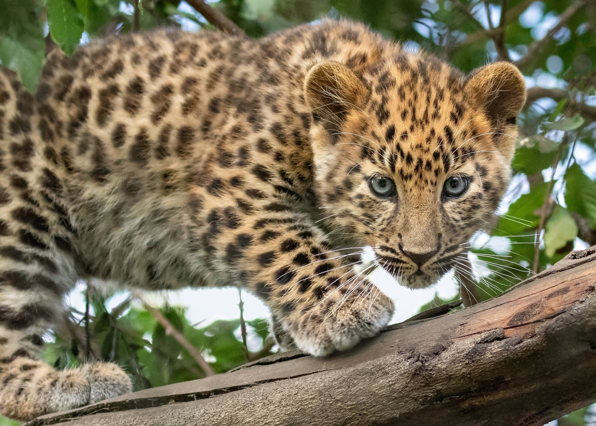 Download Baby Animal Cub Animal Leopard HD Wallpaper