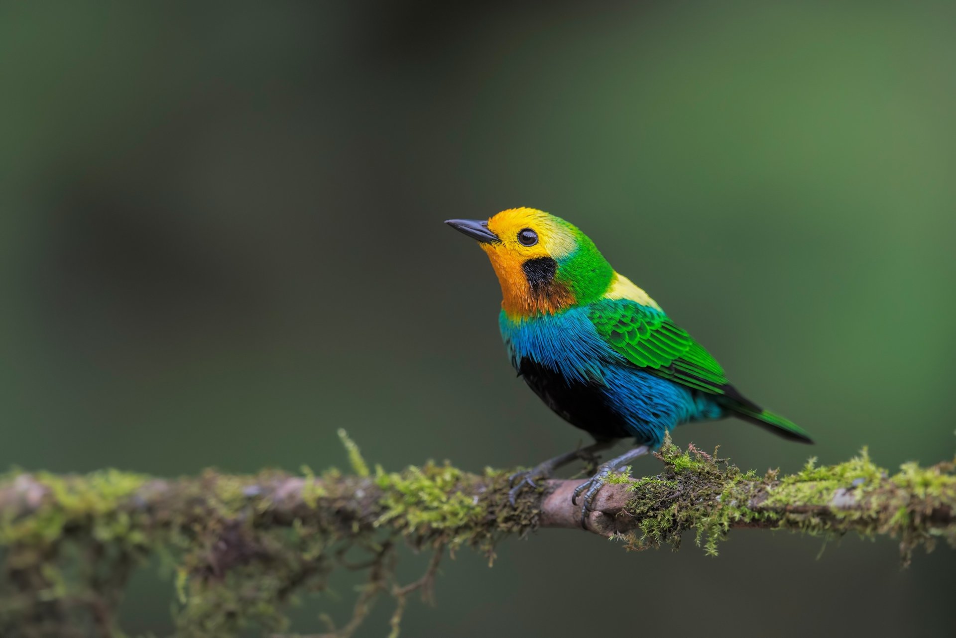 Vibrant Tanager Bird HD Wallpaper – Stunning Passerine in Nature