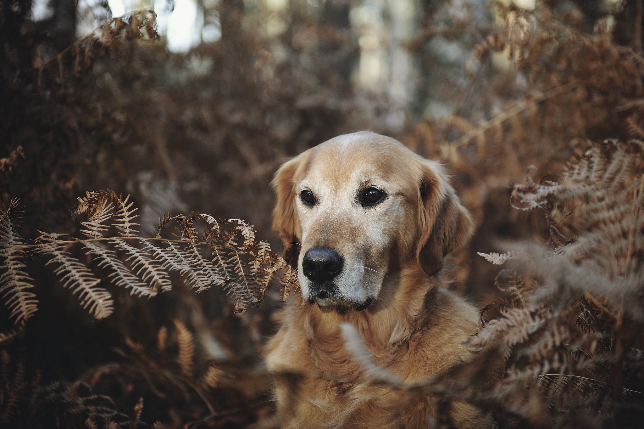 Download Fern Fall Dog Animal Golden Retriever HD Wallpaper